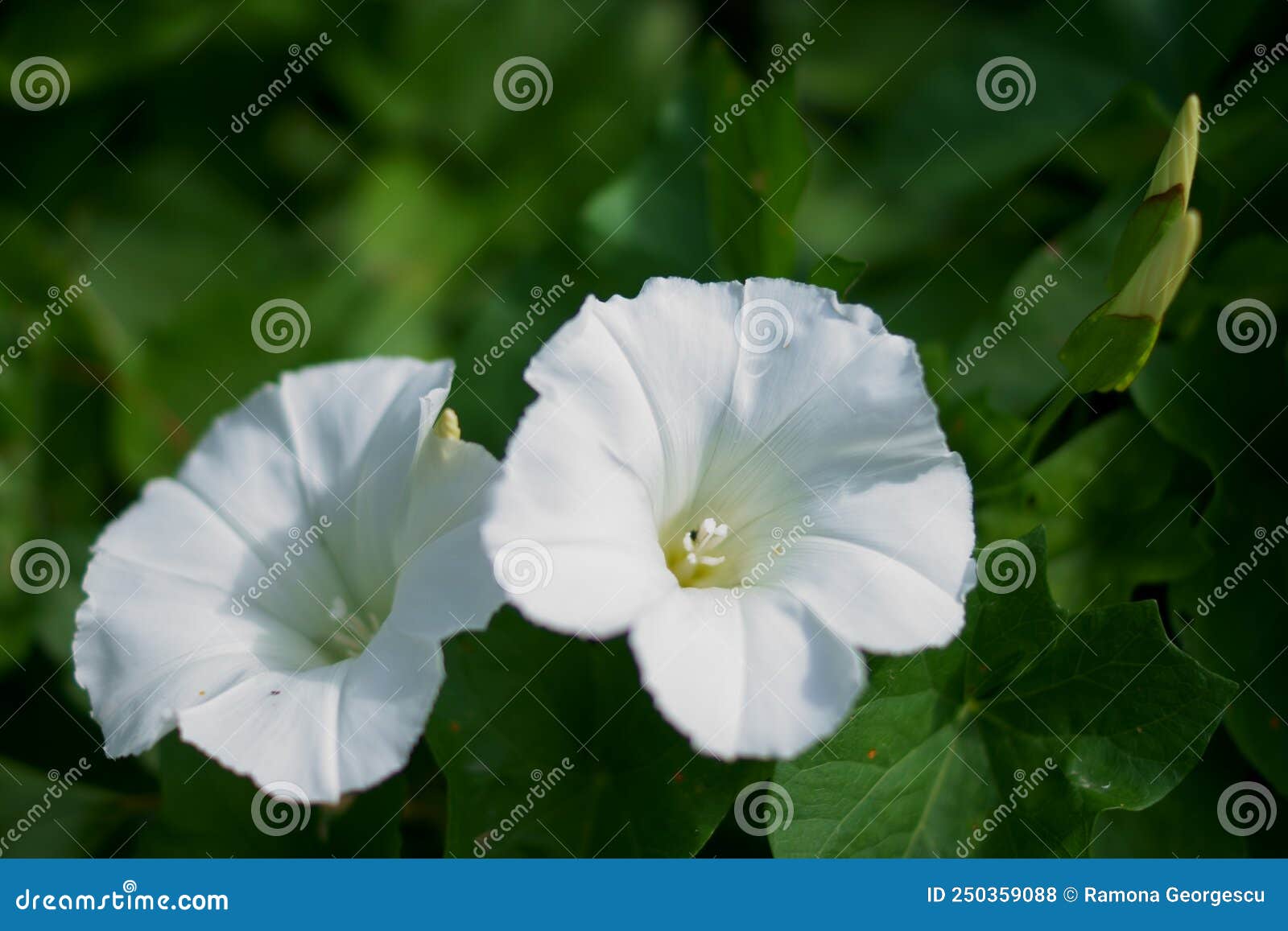 Wild Flowers - Giant Bindweed or Large Bindweed; Calystegia Silvatica ...