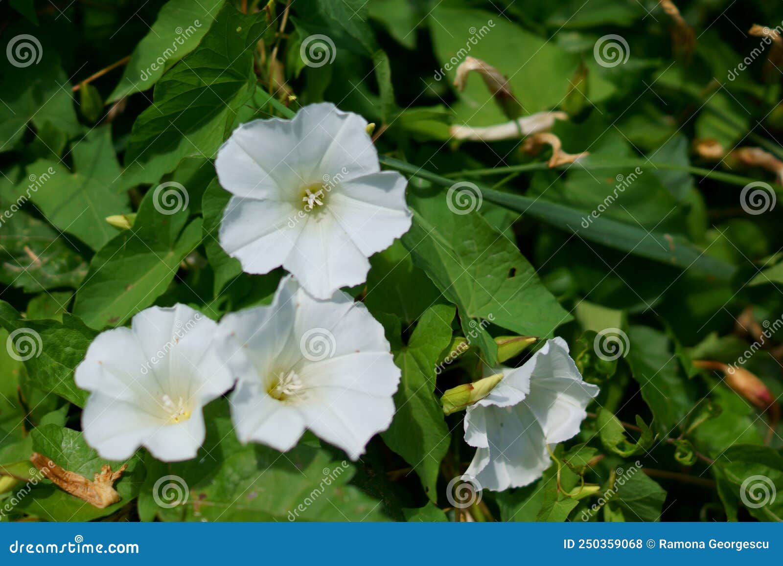 Wild Flowers - Giant Bindweed or Large Bindweed; Calystegia Silvatica ...