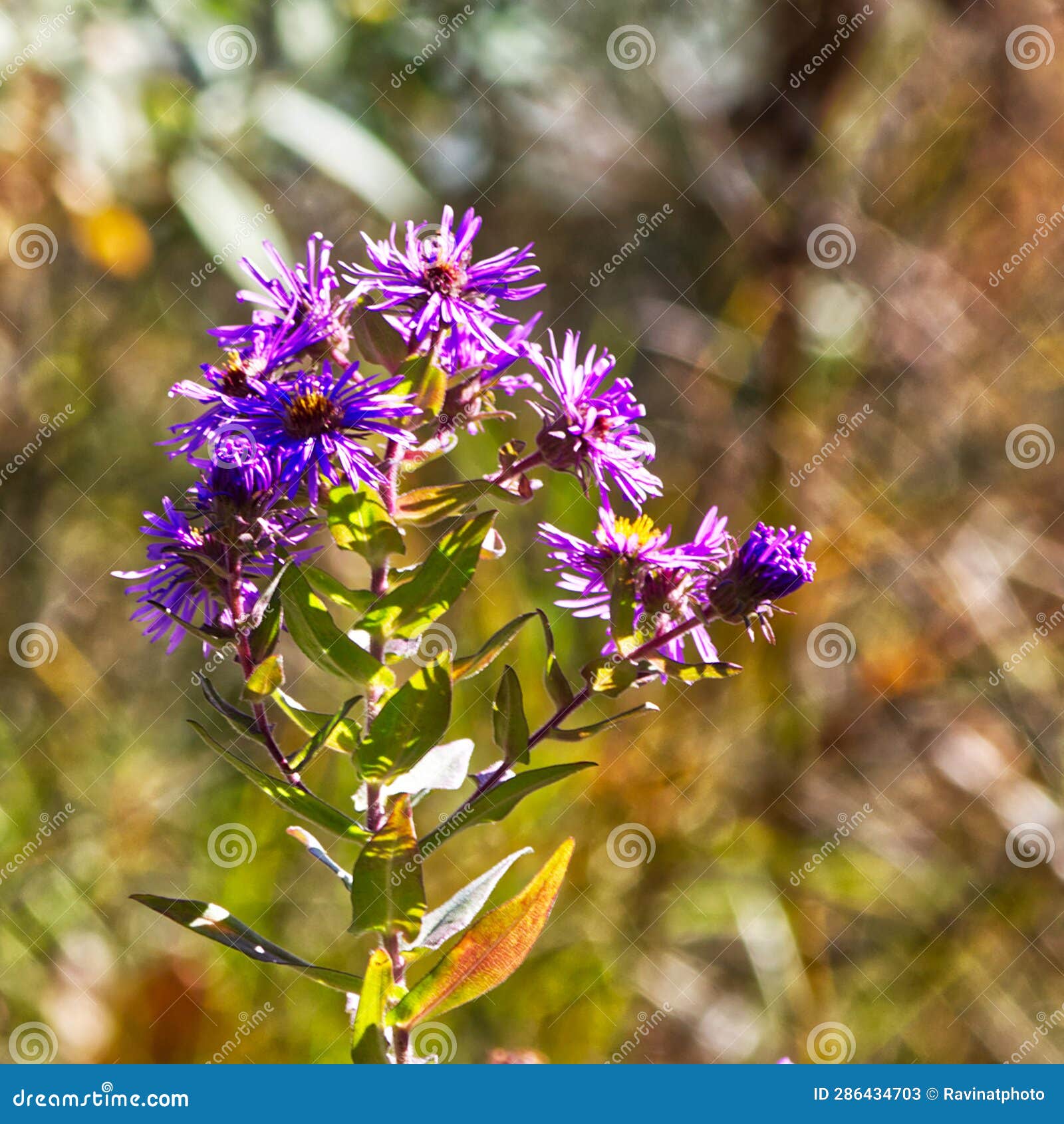 Wild Flowers Glowing Under the Fall Light, , Niagara Falls, on, Canada ...