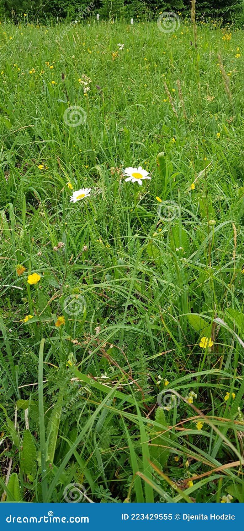Wild flowers in grass stock image. Image of garden, tree - 223429555