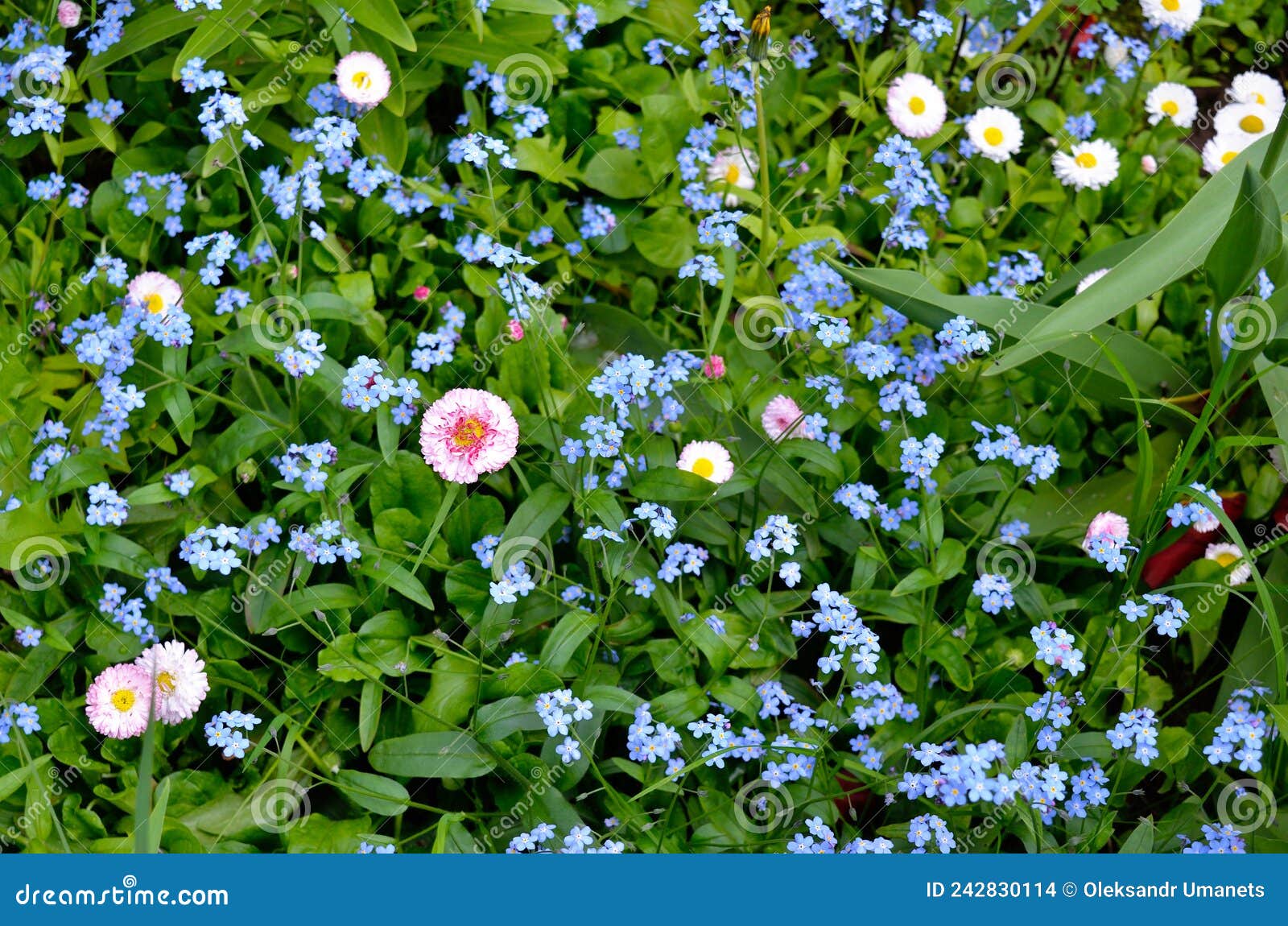 Wild Flowers among the Green Grass in the Garden Stock Photo - Image of ...