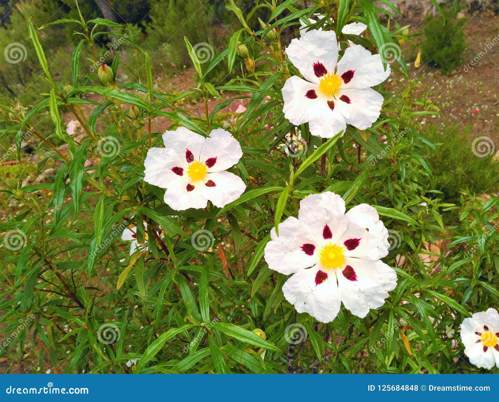 Wild Flowers on Green Grass Stock Photo - Image of plant, spring: 125684848
