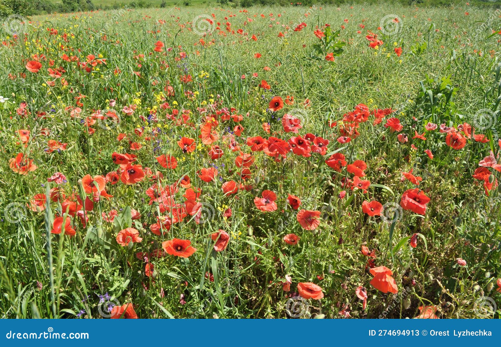 Wild Flowers Grow in the Field Stock Image - Image of sunlight, wild ...