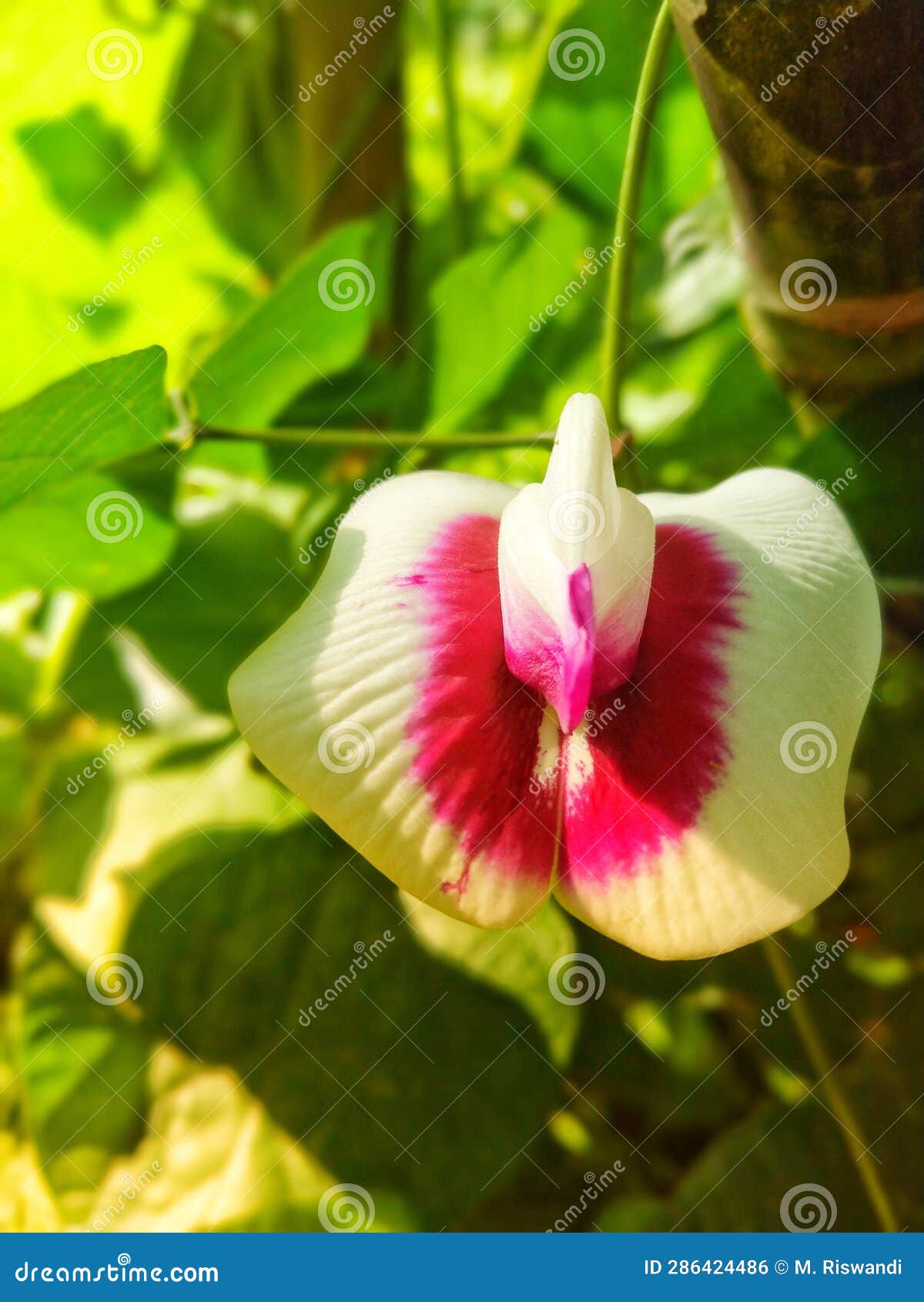 Wild Flowers that Grow in a Rubber Tree Garden Stock Photo - Image of ...