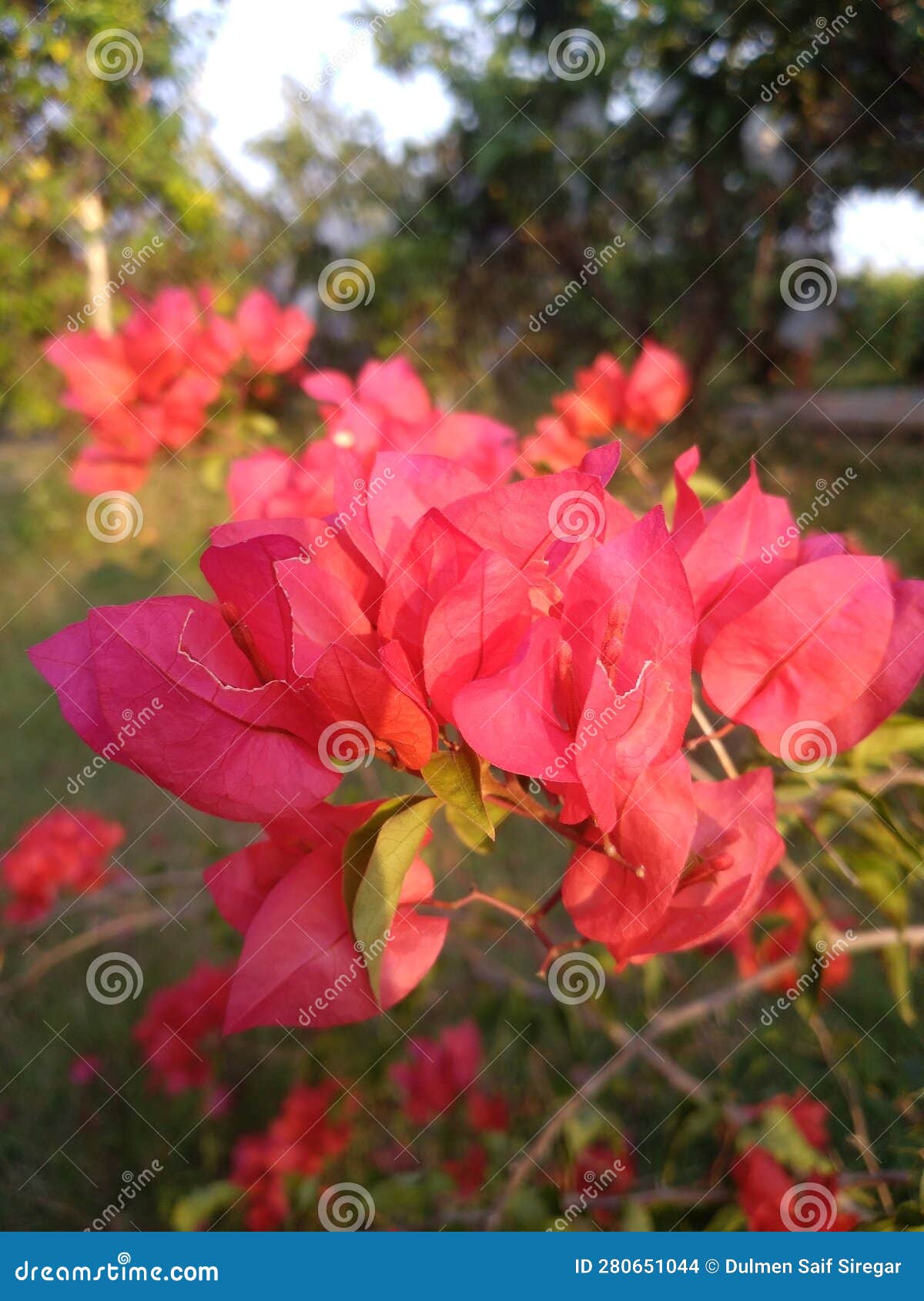 Wild Flowers Grow in Various Countries, Their Beauty is Unquestionable ...