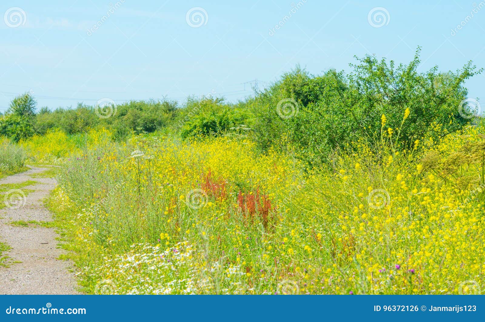 Wild Flowers Growing Along a Lake in Summer Stock Photo - Image of blue ...