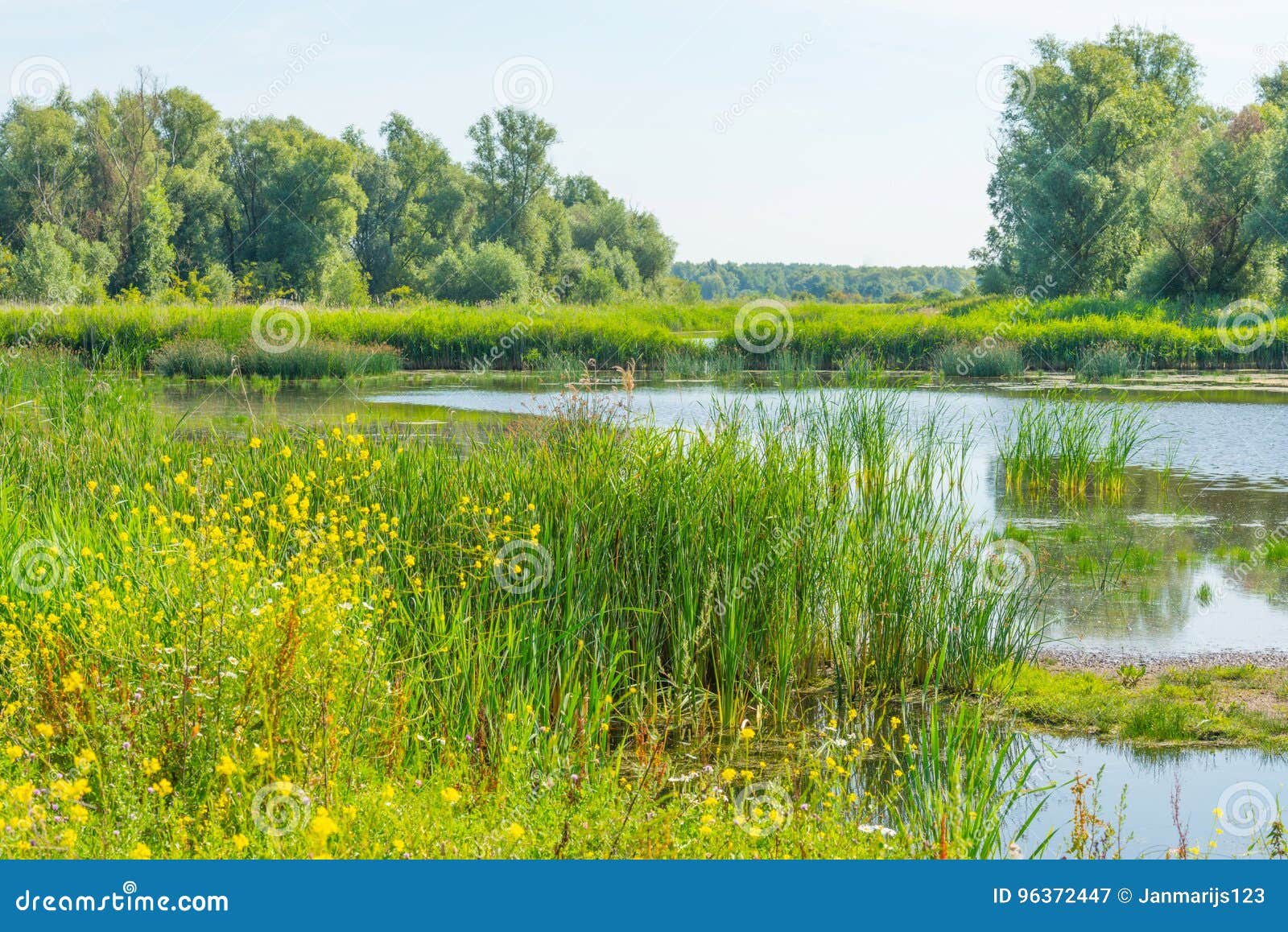 Wild Flowers Growing Along a Lake in Summer Stock Image - Image of ...