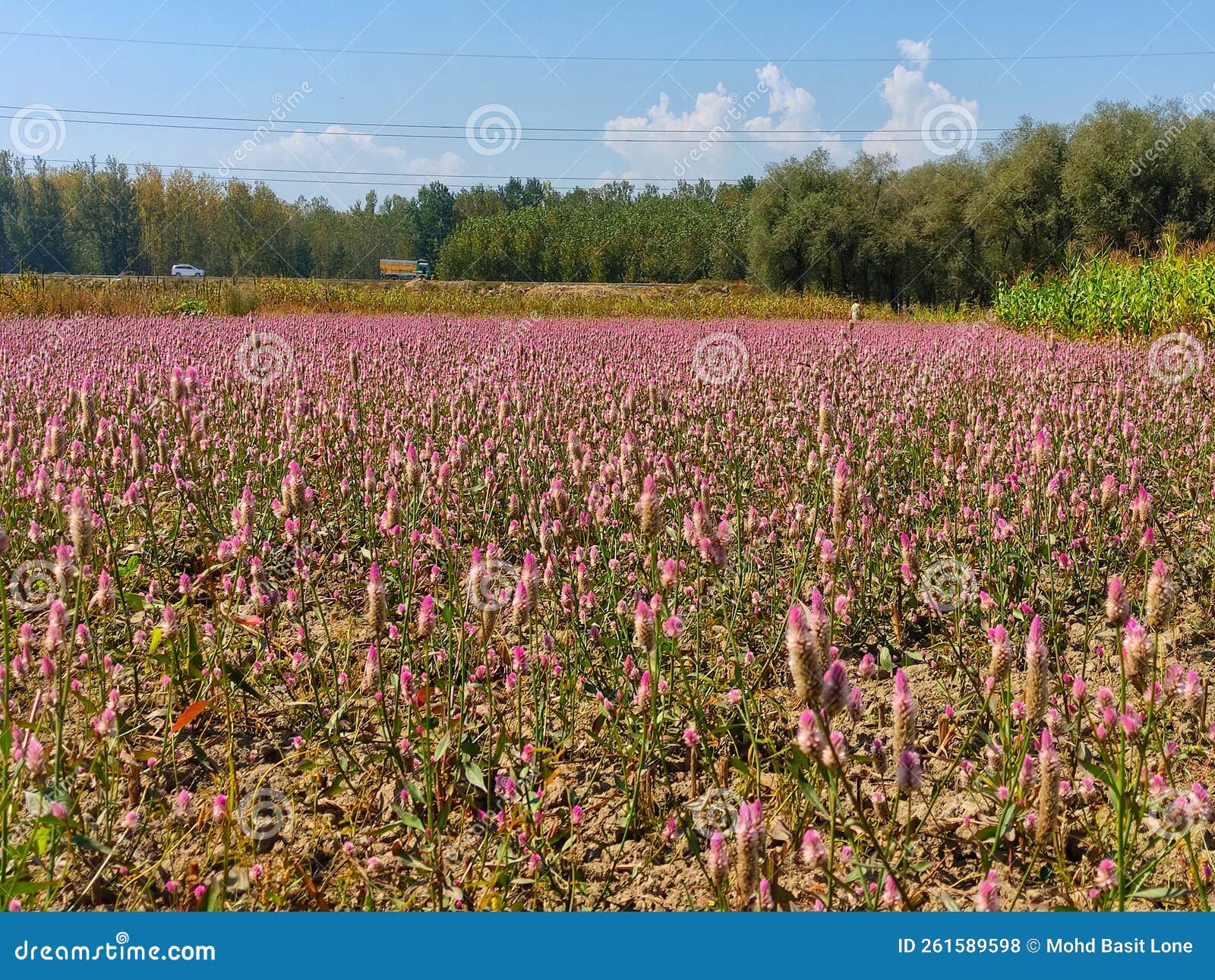 Wild Flowers on Grown in a Field of Kashmir. Stock Photo - Image of ...
