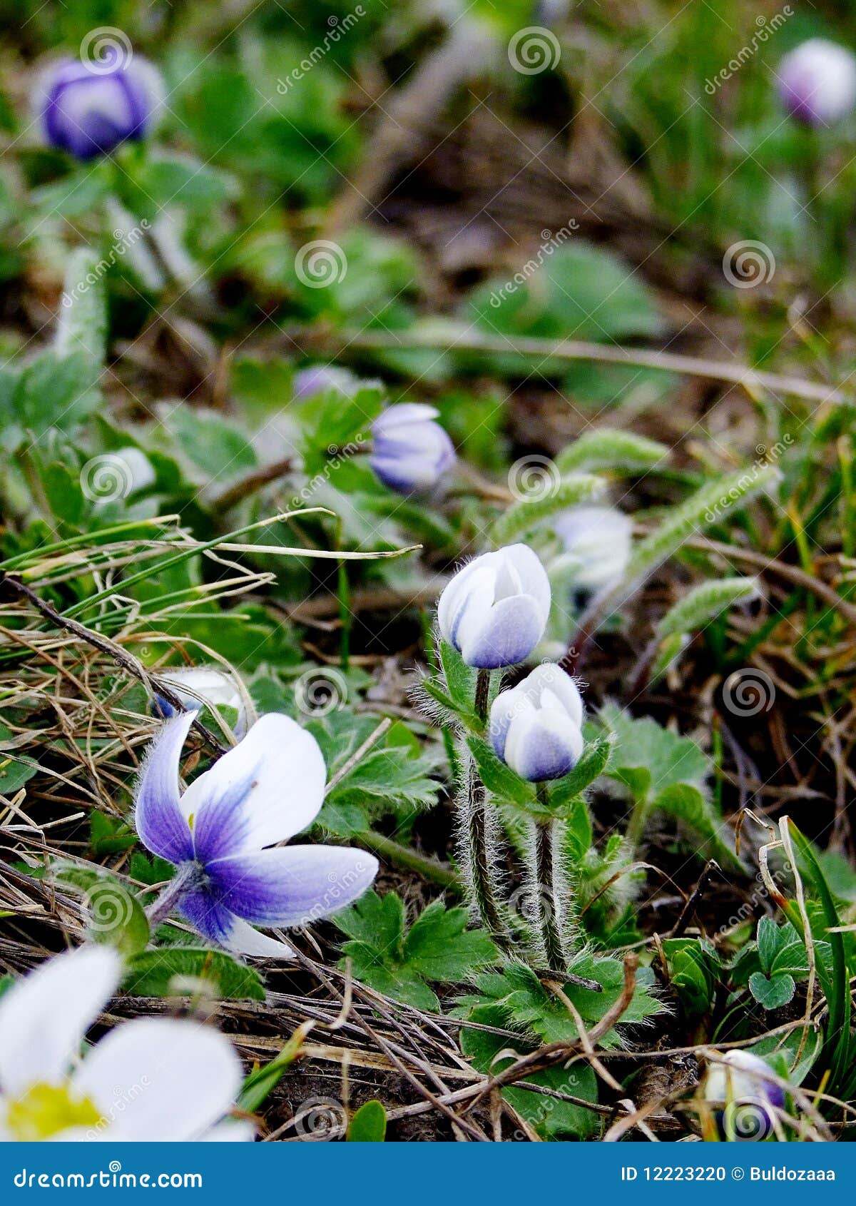 Wild Flowers from the Himalayas Stock Photo - Image of pradesh, tiny ...