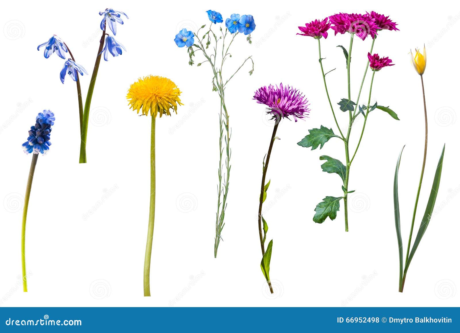 Wild Flowers Isolated stock photo. Image of happy, petal - 66952498