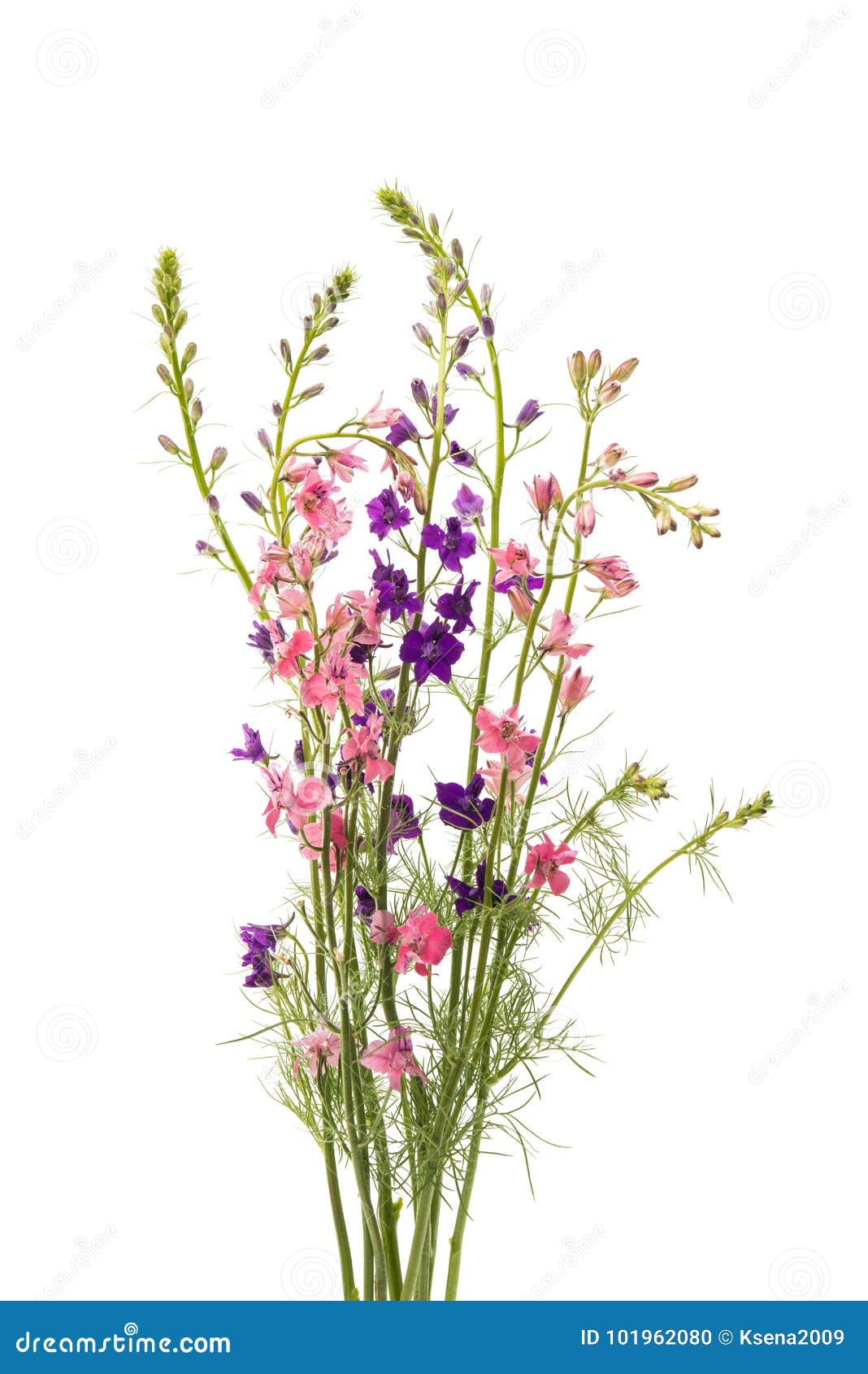 Wild flowers isolated stock photo. Image of herbal, bunch - 101962080