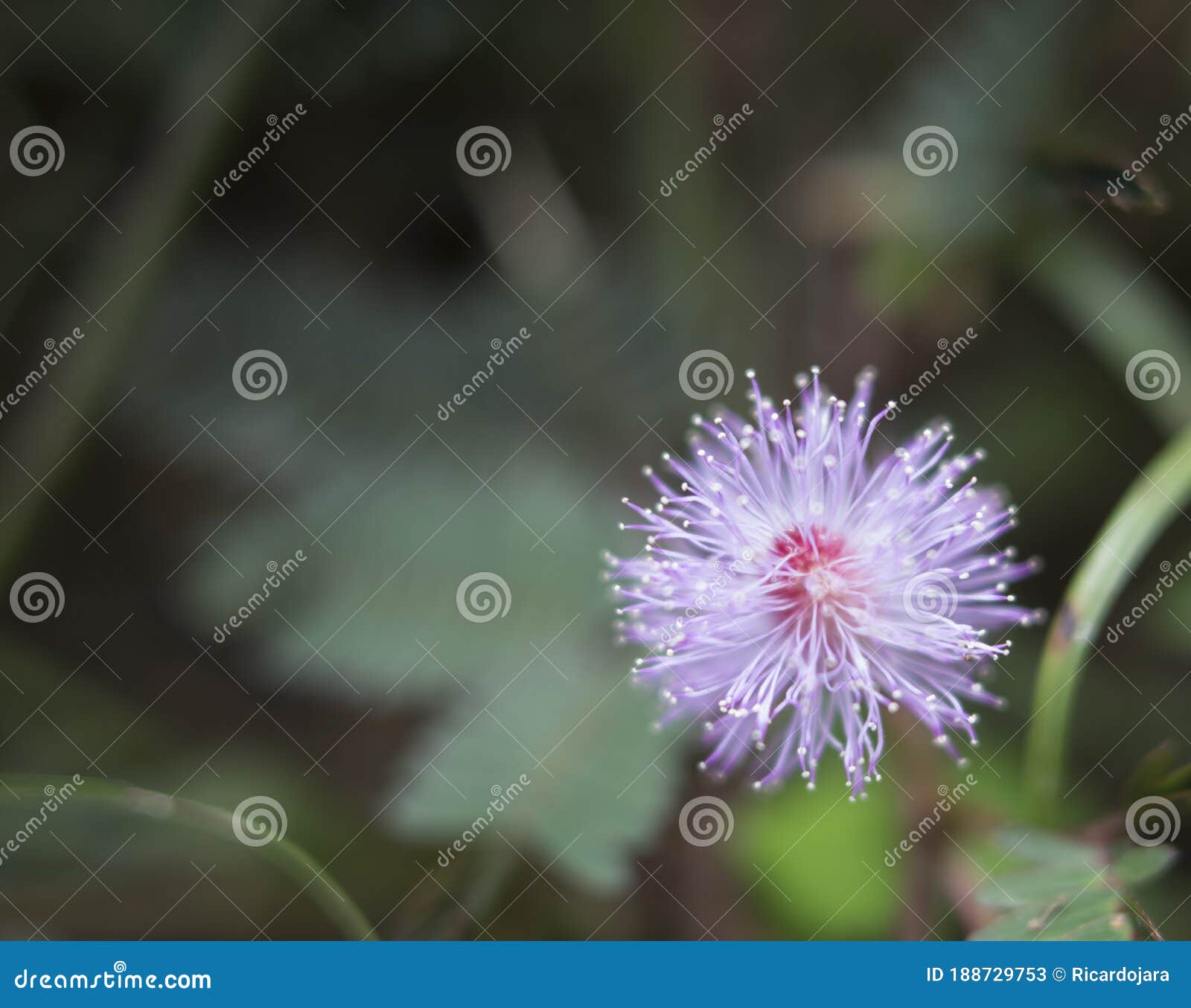 Wild Flowers in Karnataka, India Stock Image - Image of flowers, garden ...