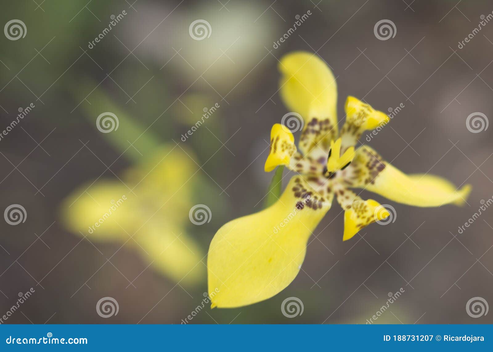 Wild Flowers in Karnataka, India Stock Image - Image of flowers, garden ...