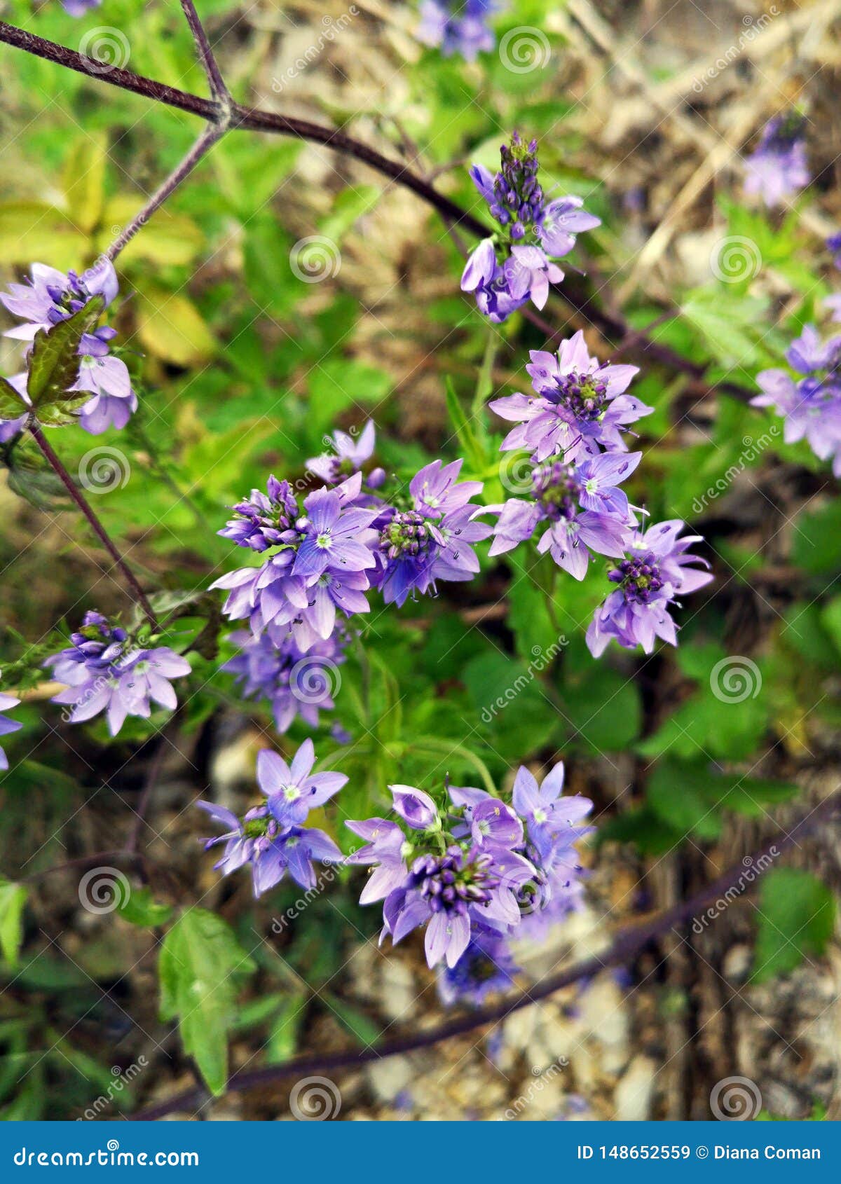 Wild Flowers - Large Speedwell Stock Image - Image of flowers, herb ...