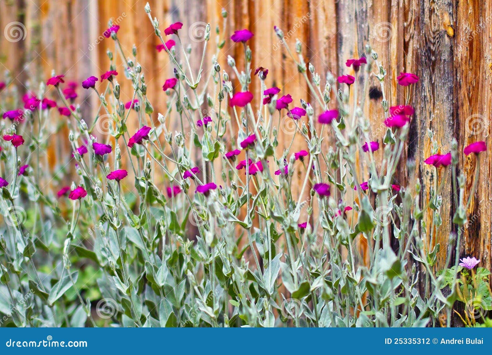 Wild flowers magenta stock photo. Image of concept, colorful - 25335312
