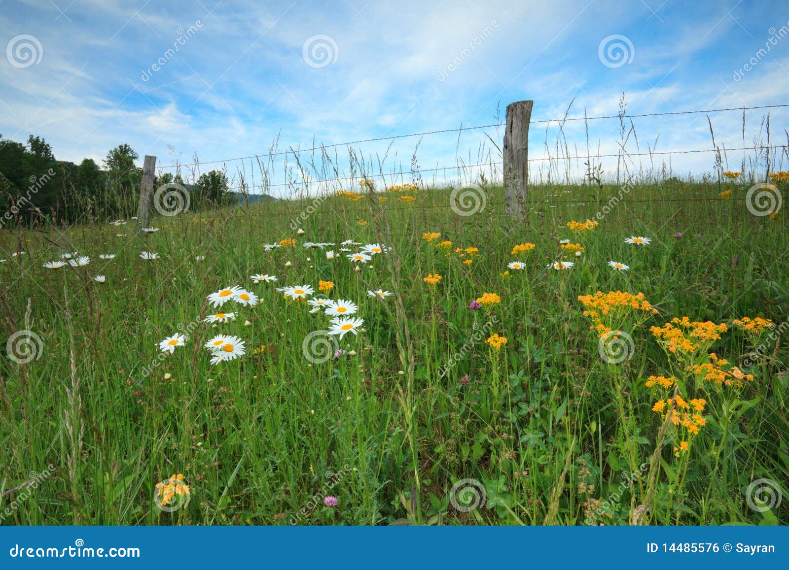 Wild flowers in the meadow stock photo. Image of flowers - 14485576