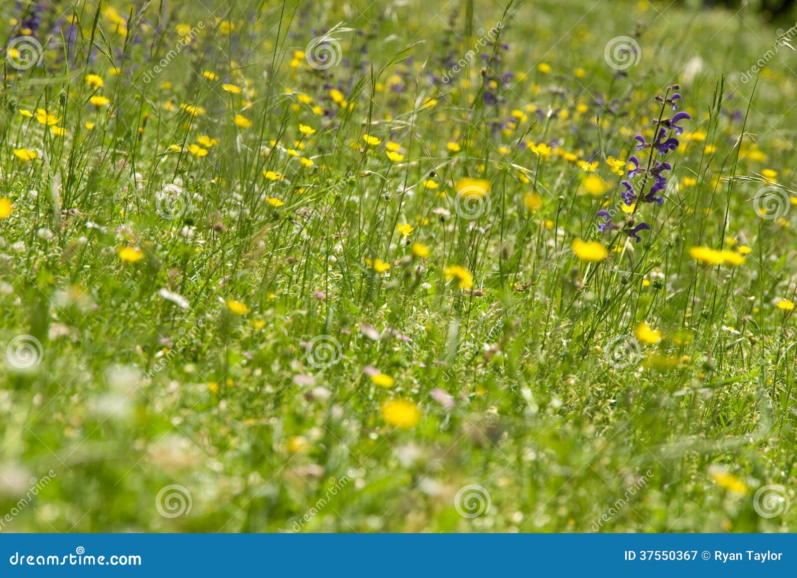 Wild Flowers in Meadow stock image. Image of life, biodiverse - 37550367
