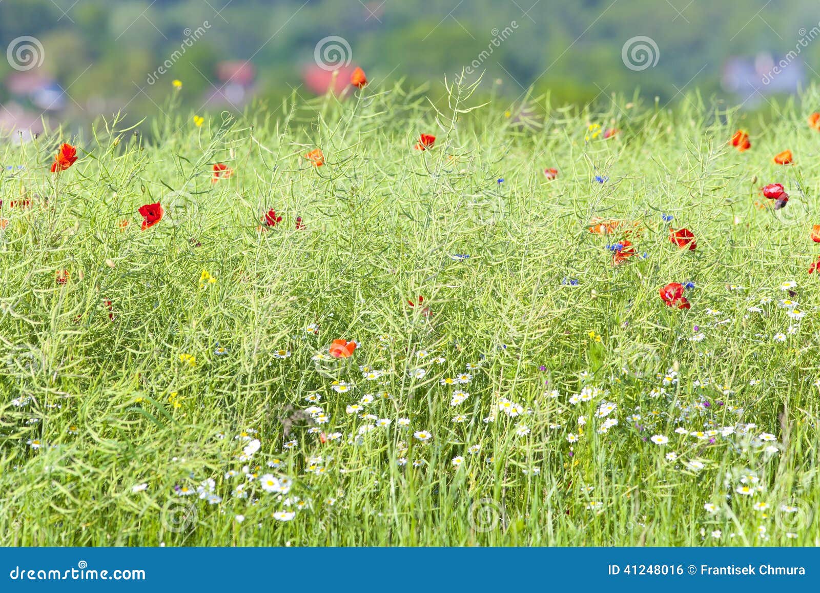 Wild Flowers on the Meadow stock photo. Image of meadow - 41248016