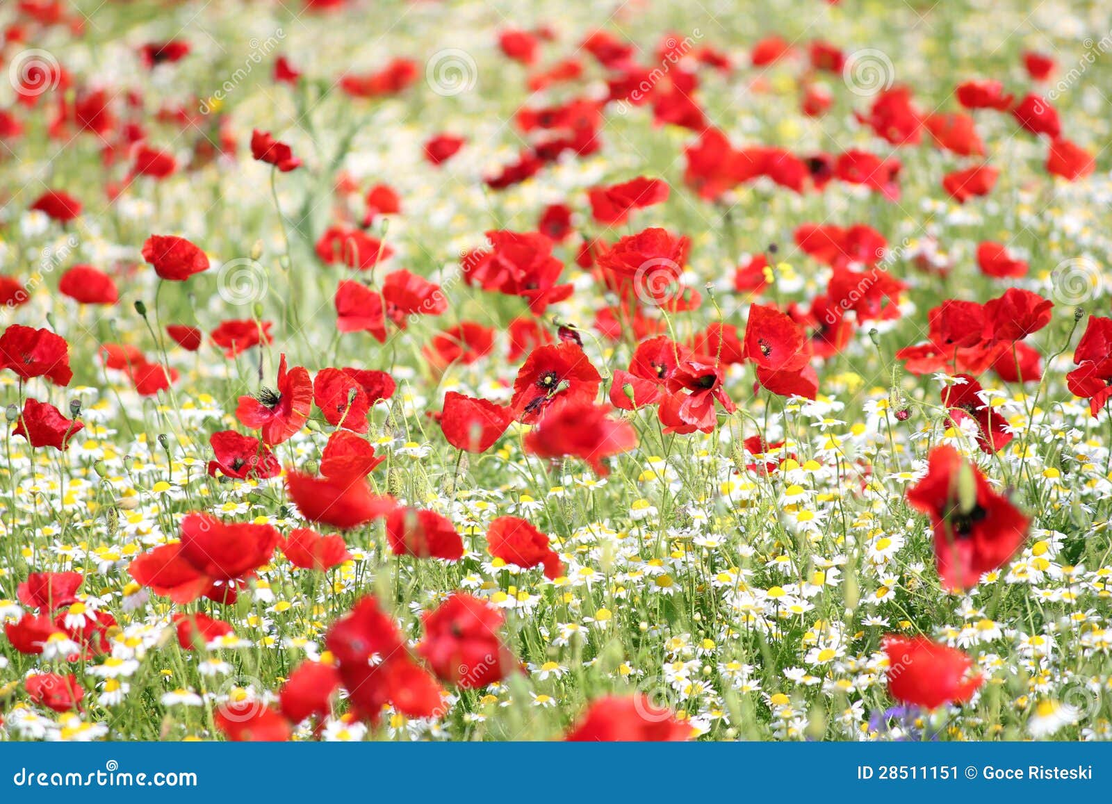 Wild Flowers Meadow Spring Scene Stock Image - Image of beautiful ...