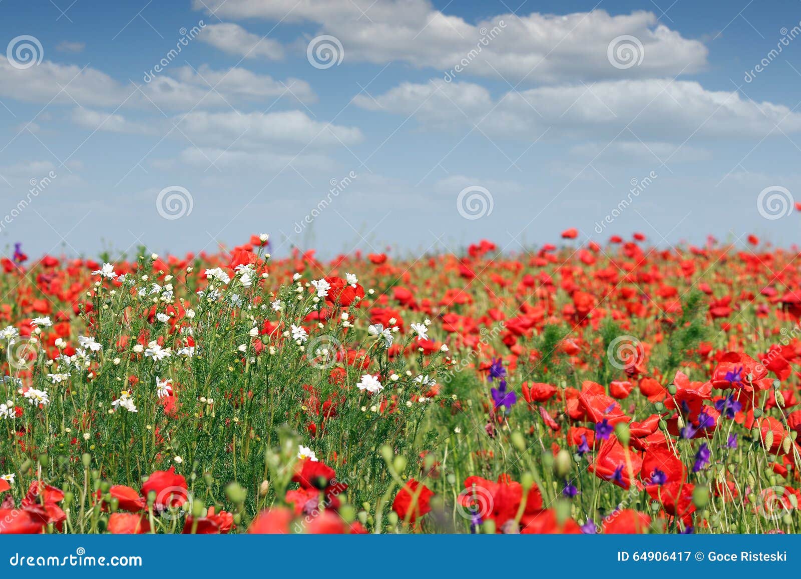 Wild flowers meadow spring stock image. Image of summer - 64906417