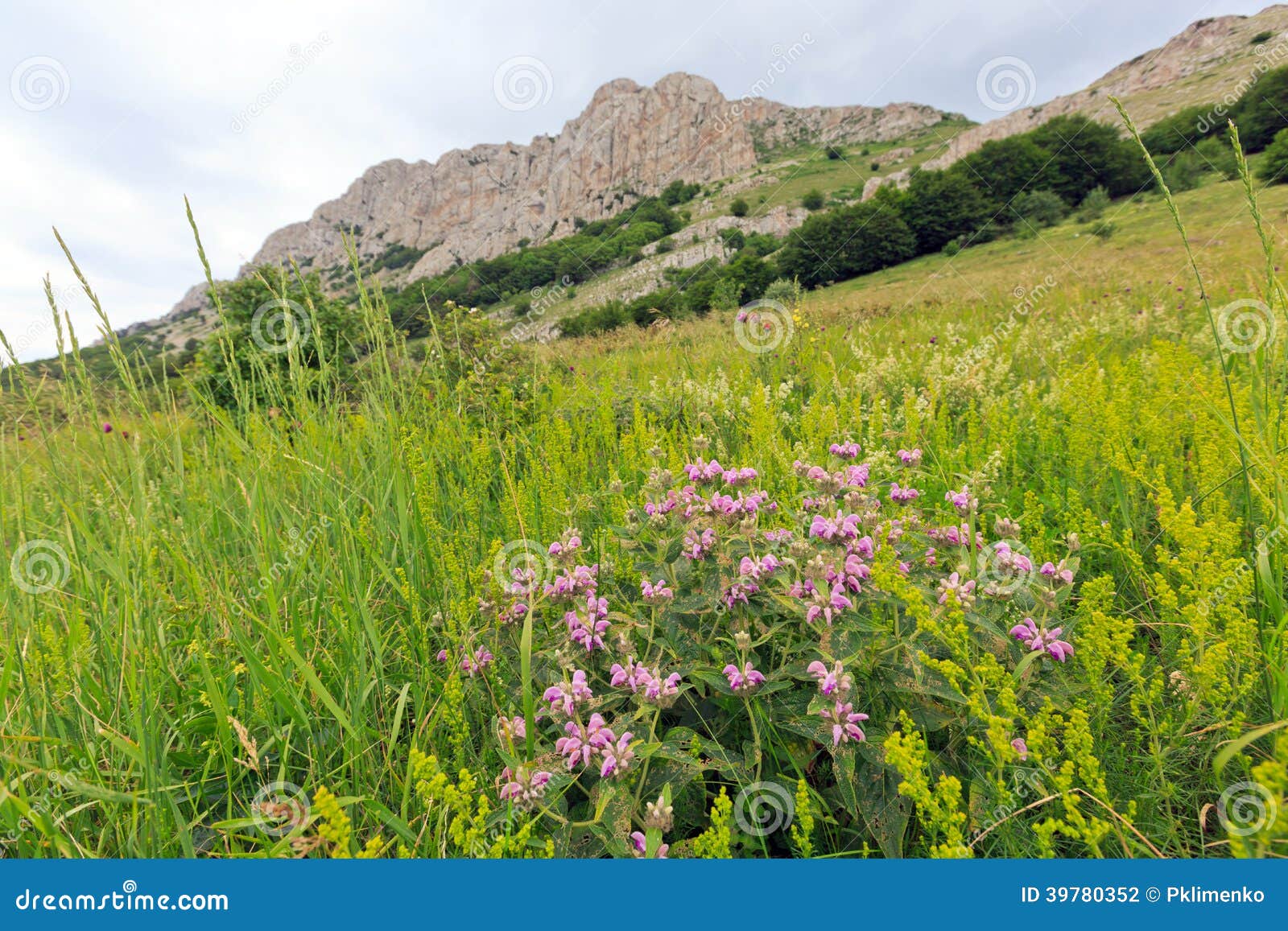 Wild Flowers on Mountain Meadow Stock Photo - Image of flower, alpine ...