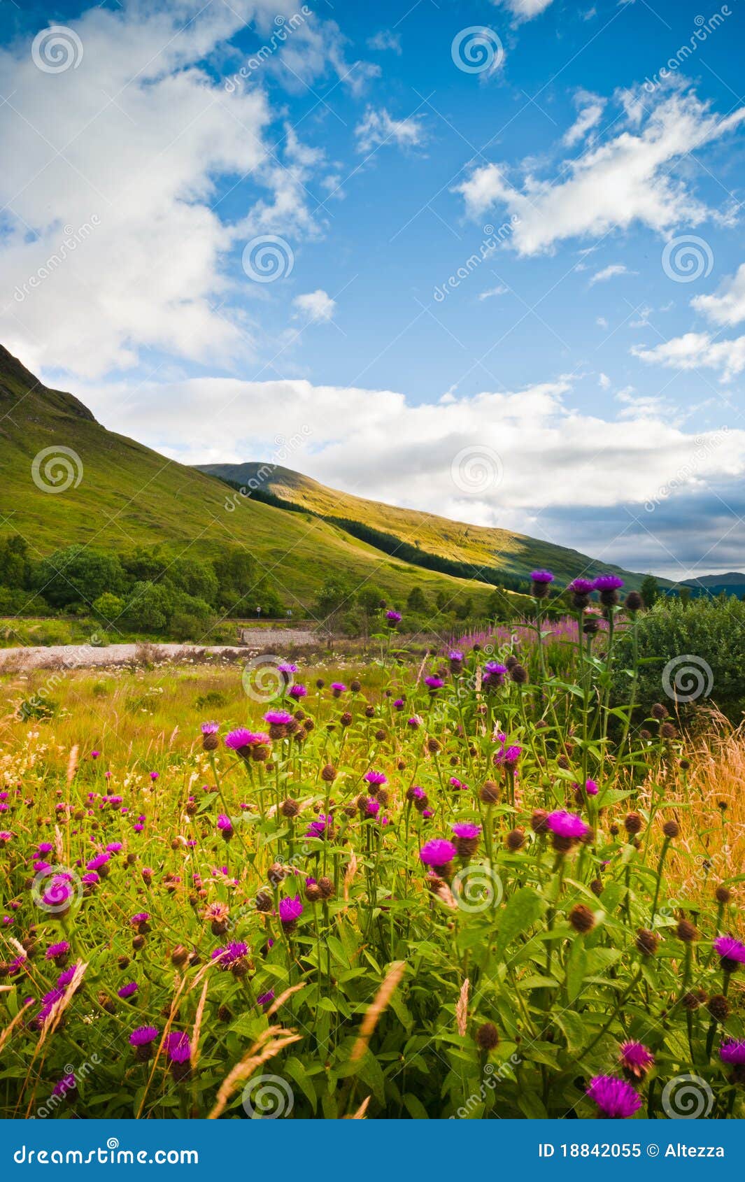 Wild Flowers on Mountains Hill, Scotland Stock Image - Image of summer ...