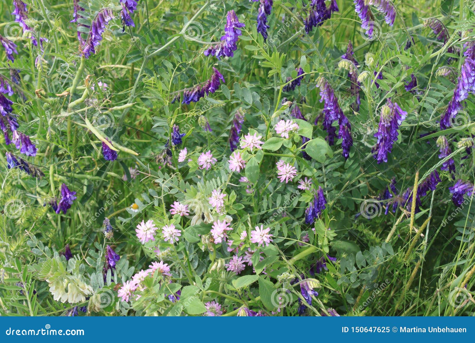 Wild flowers in the nature stock image. Image of colorful - 150647625