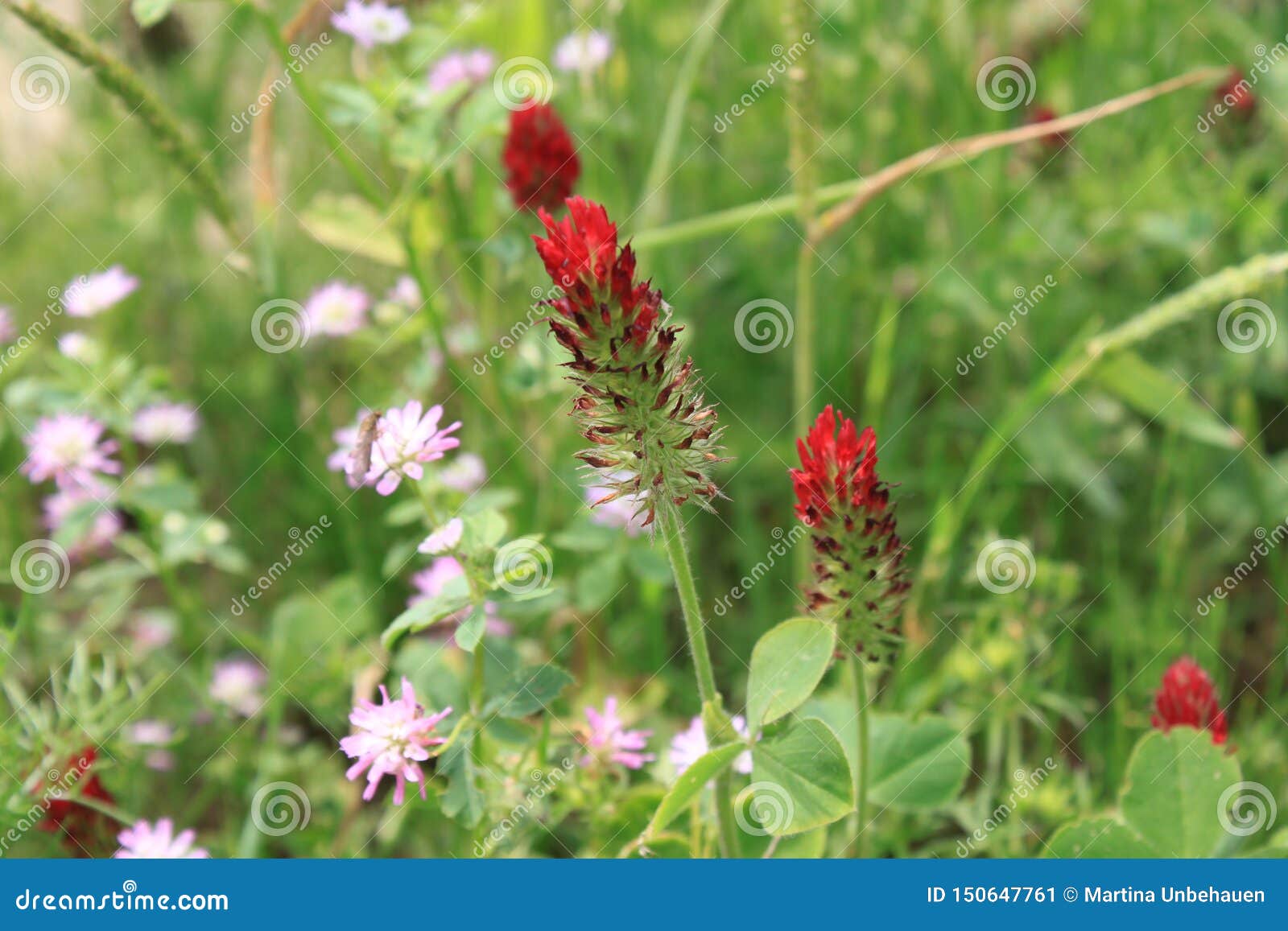 Wild flowers in the nature stock image. Image of flowers - 150647761
