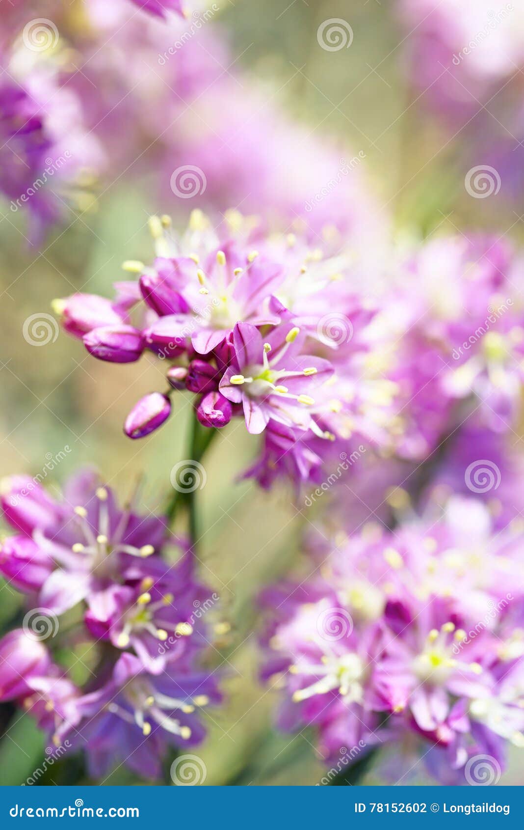Wild flowers stock photo. Image of steppe, wild, herb - 78152602