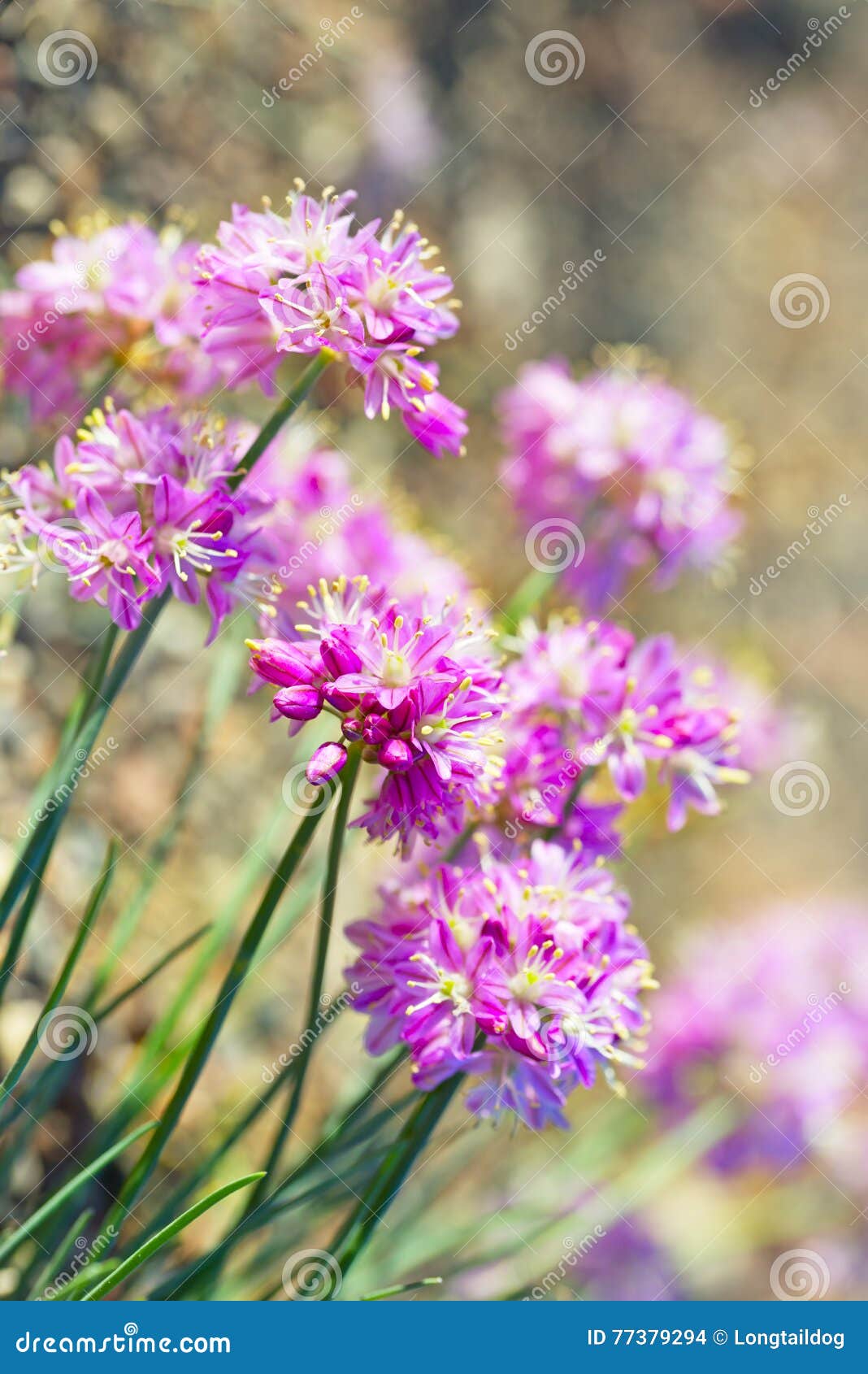 Wild flowers stock photo. Image of violet, onion, flower - 77379294