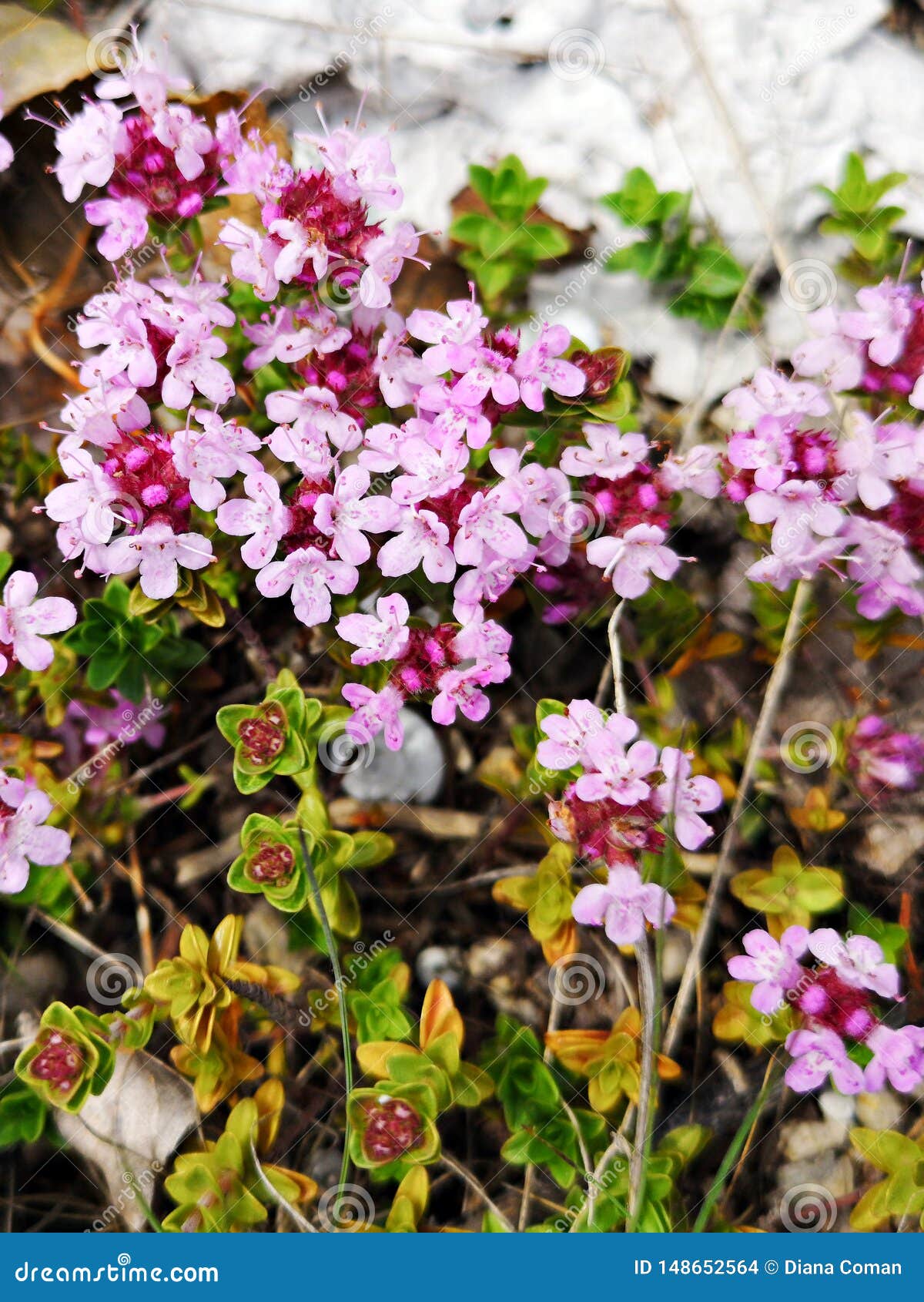 Wild flowers stock photo. Image of outdoor, flower, azalea - 148652564