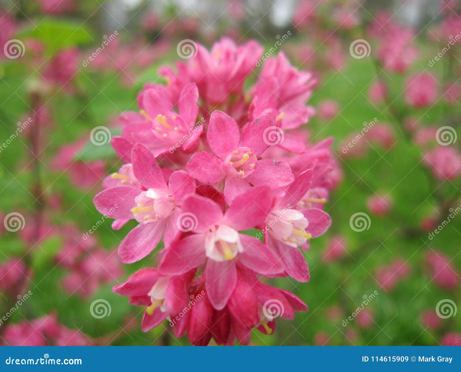 Wild Flowers stock image. Image of flowers, botany, wild - 114615909