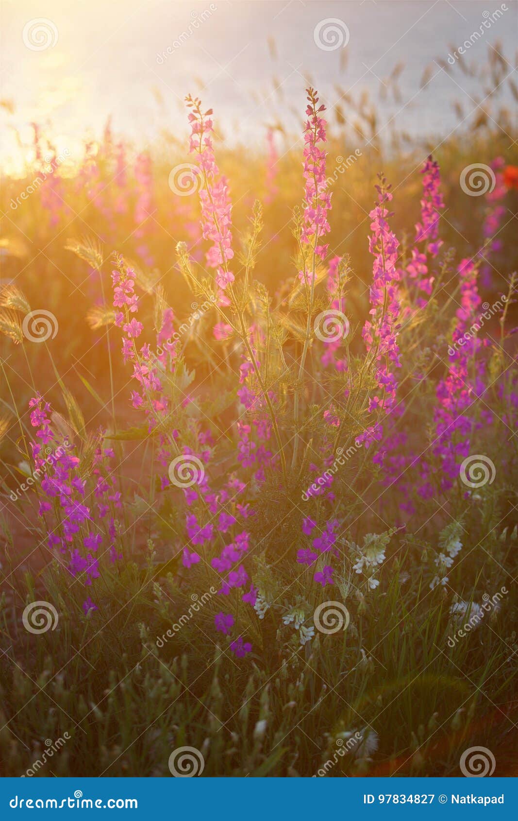 Wild flowers stock image. Image of rural, foreground - 97834827