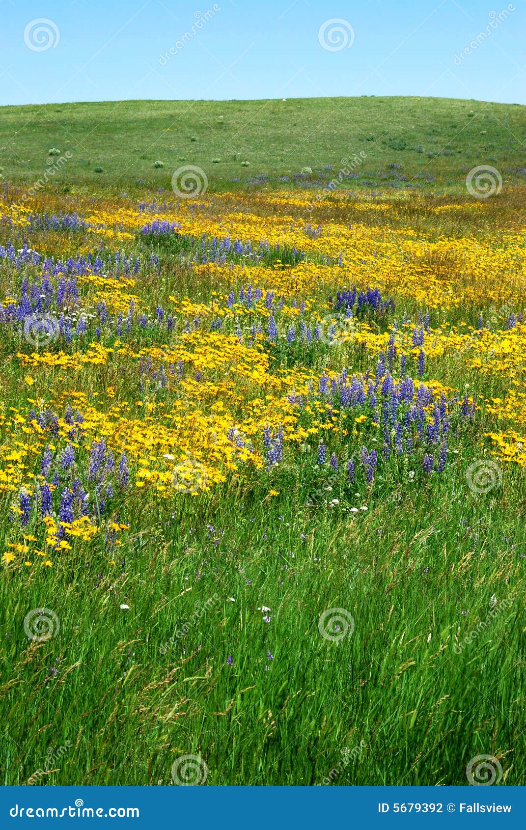 Wild flowers on prairie stock photo. Image of blossom - 5679392