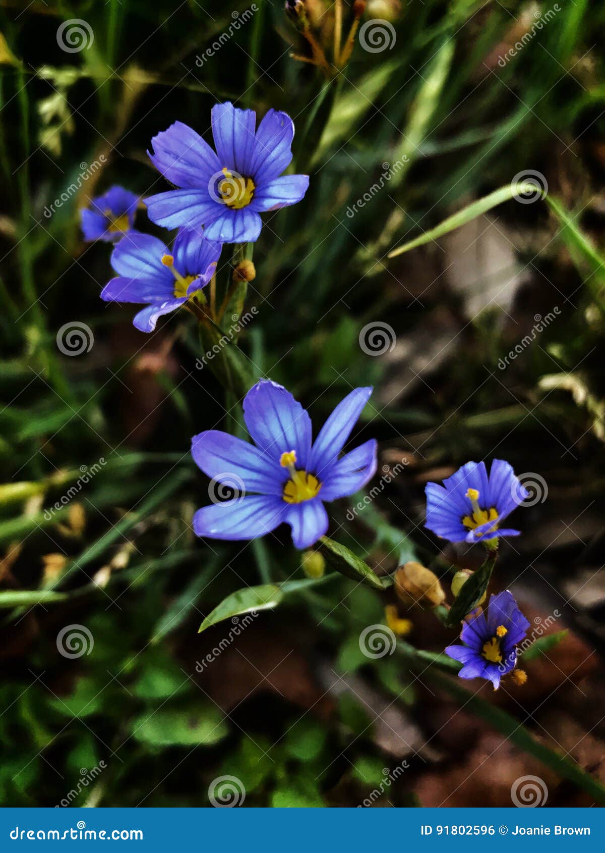 Wild flowers stock photo. Image of located, wild, flowers - 91802596