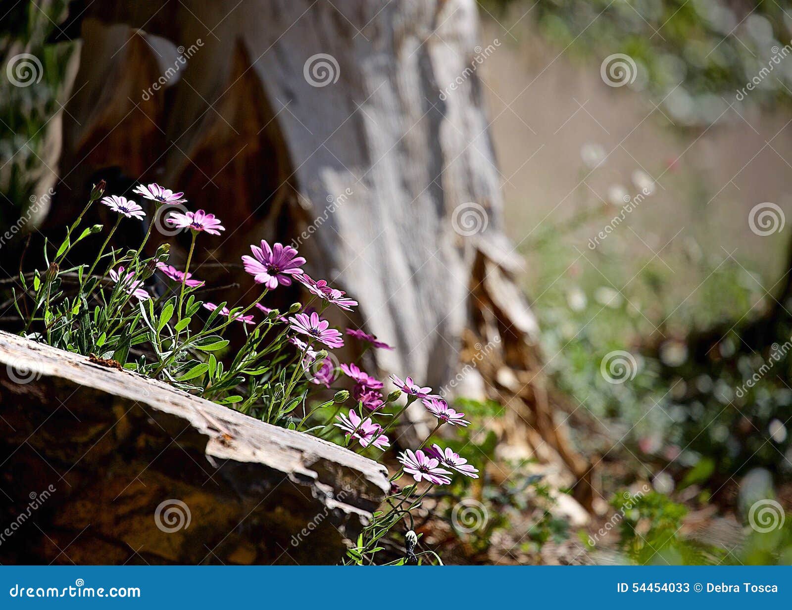 Wild flowers purple stock image. Image of woods, wild - 54454033