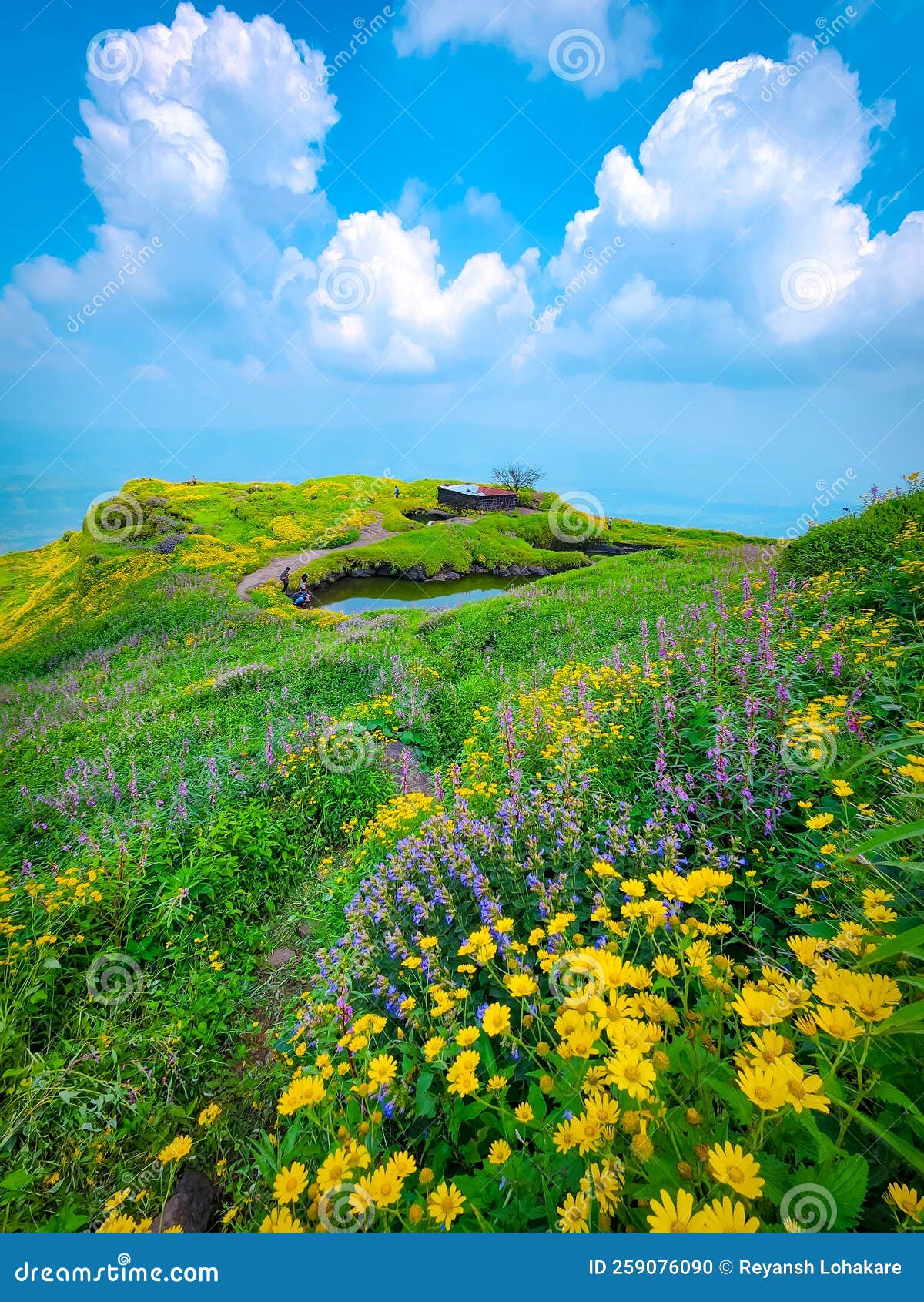 Wild Flowers on Rajgad Fort Stock Photo - Image of fort, field: 259076090