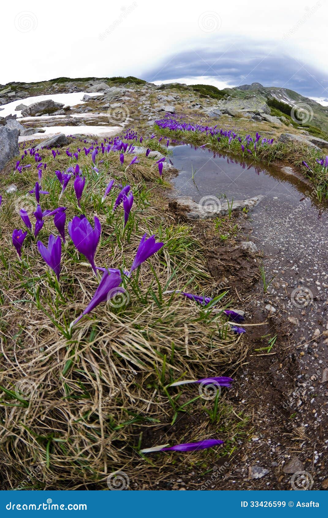 Wild Flowers stock image. Image of bulgaria, grass, balkan - 33426599