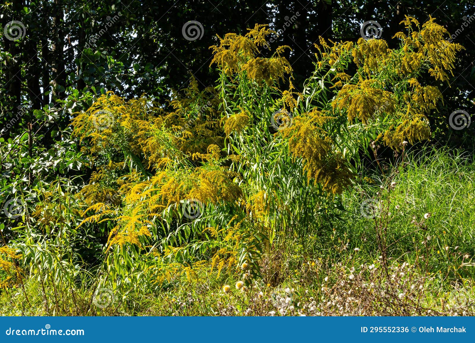 The Wild Flowers of Solidago Altissima in Autumn Stock Photo - Image of ...