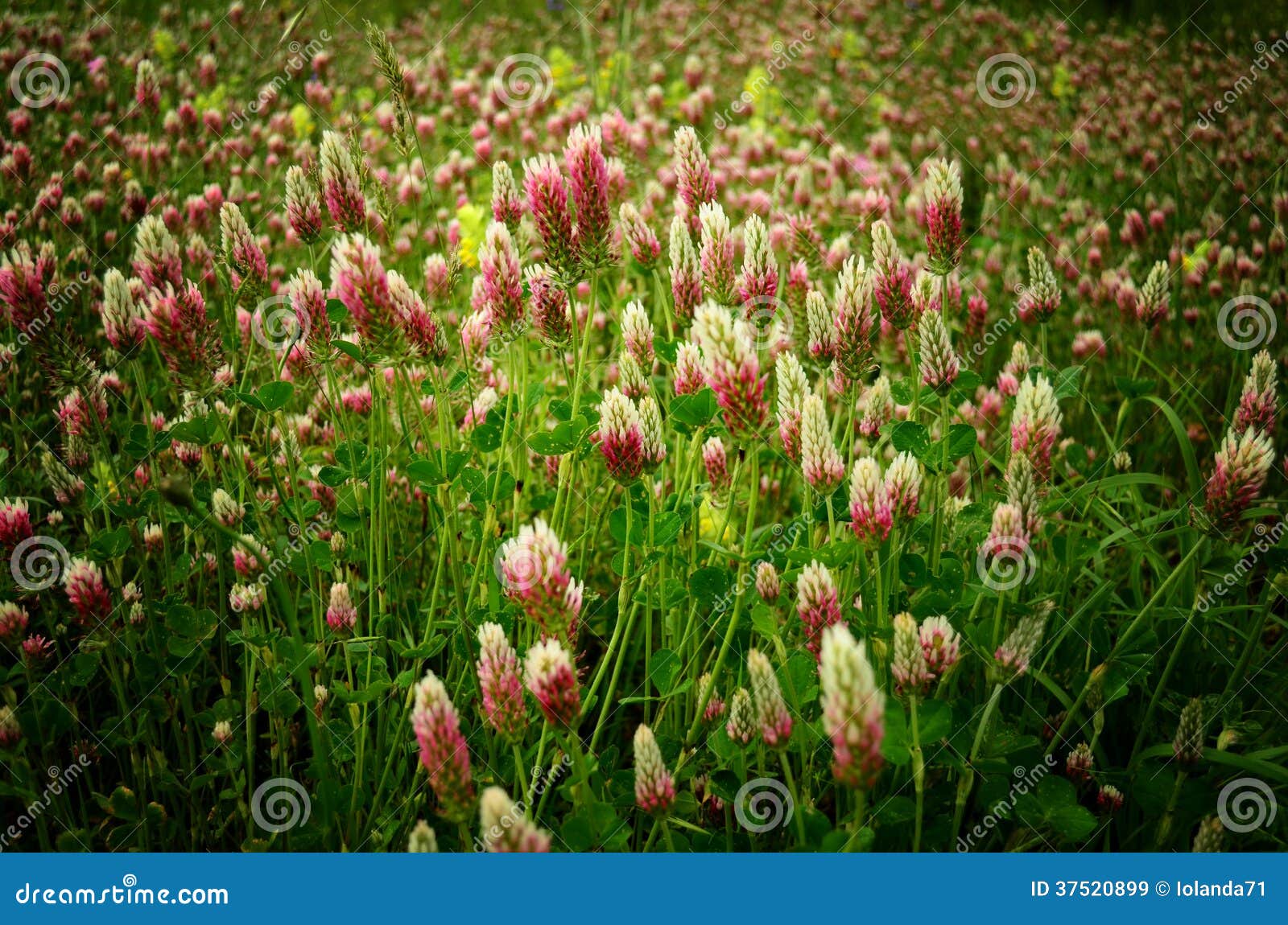 Wild flowers in spring stock image. Image of petal, bloom - 37520899