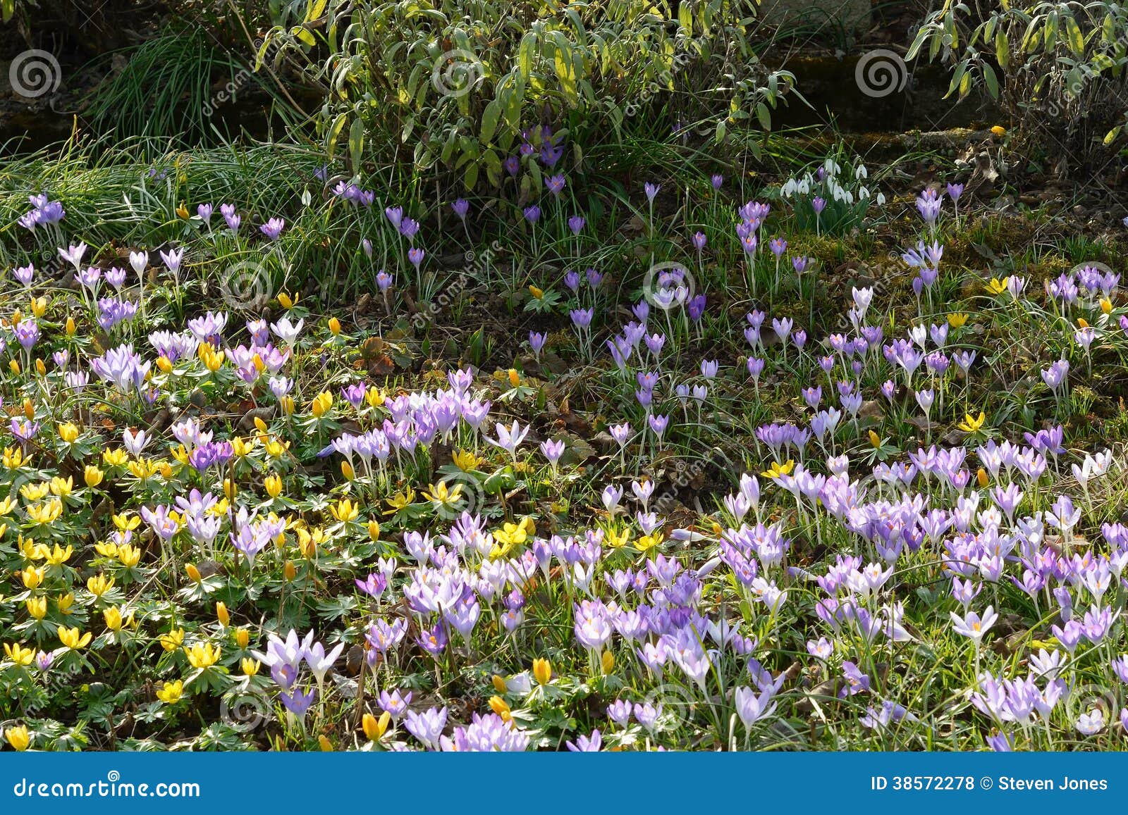 Wild Flowers in Spring stock photo. Image of plants, botany - 38572278
