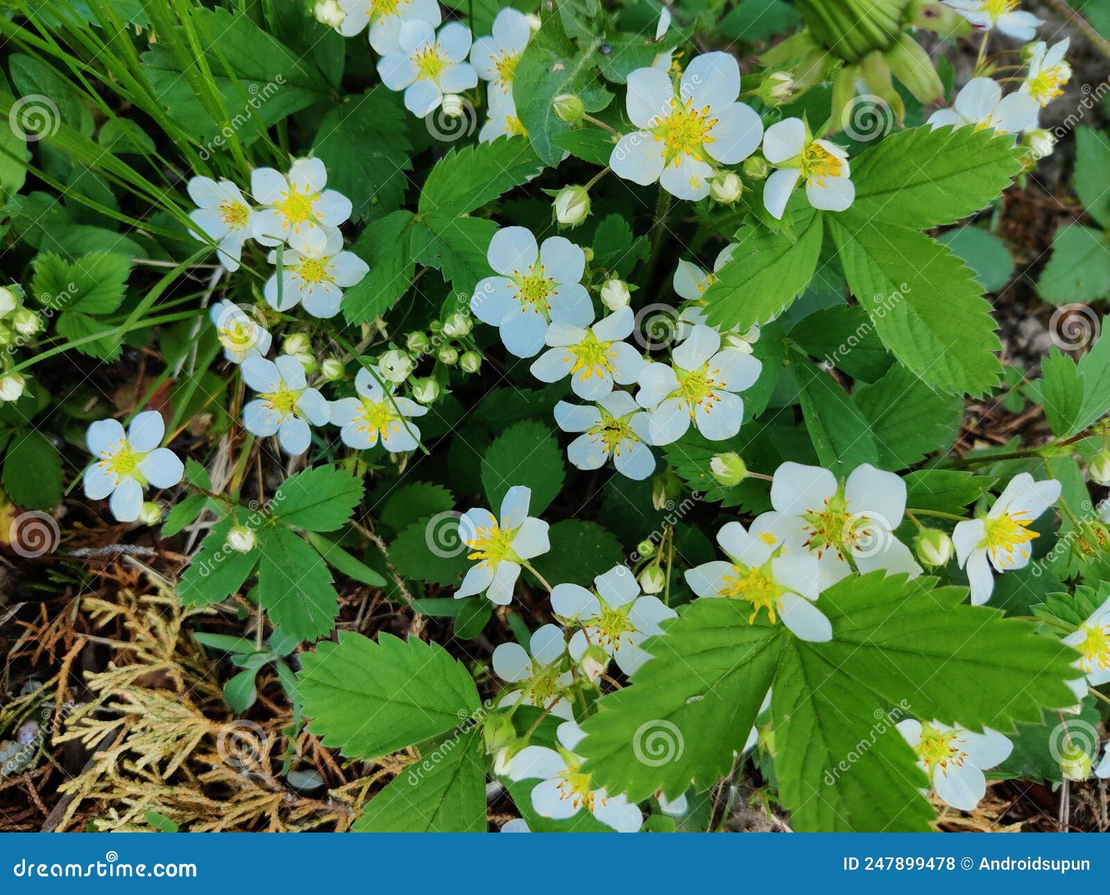 Wild flowers in the spring stock photo. Image of spring - 247899478