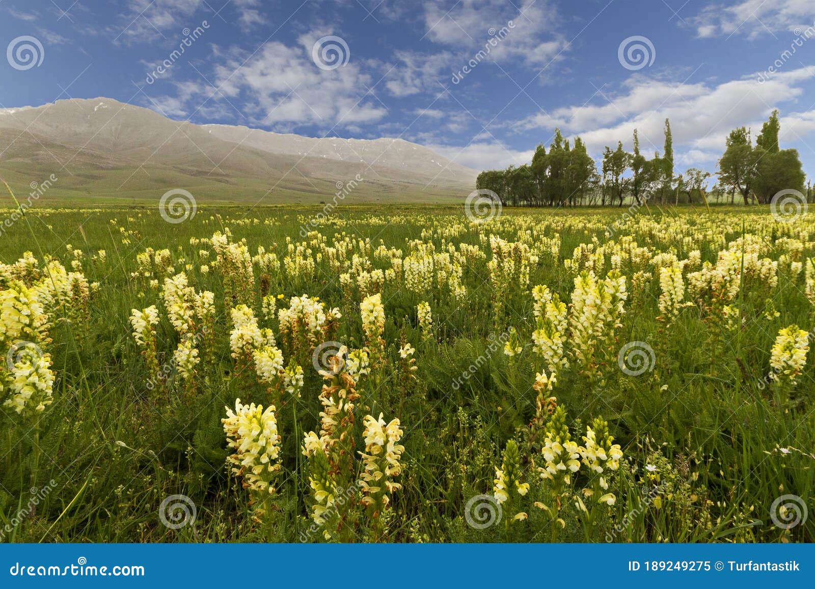 Wildflowers in Turkey stock image. Image of alpine, destinations ...