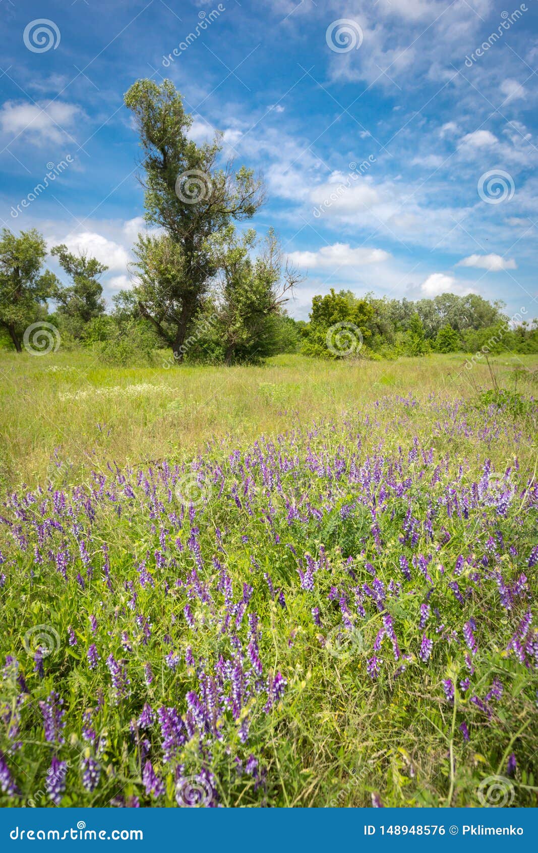 Steppe Flowers Stock Images - Download 4,083 Royalty Free Photos - Page 2