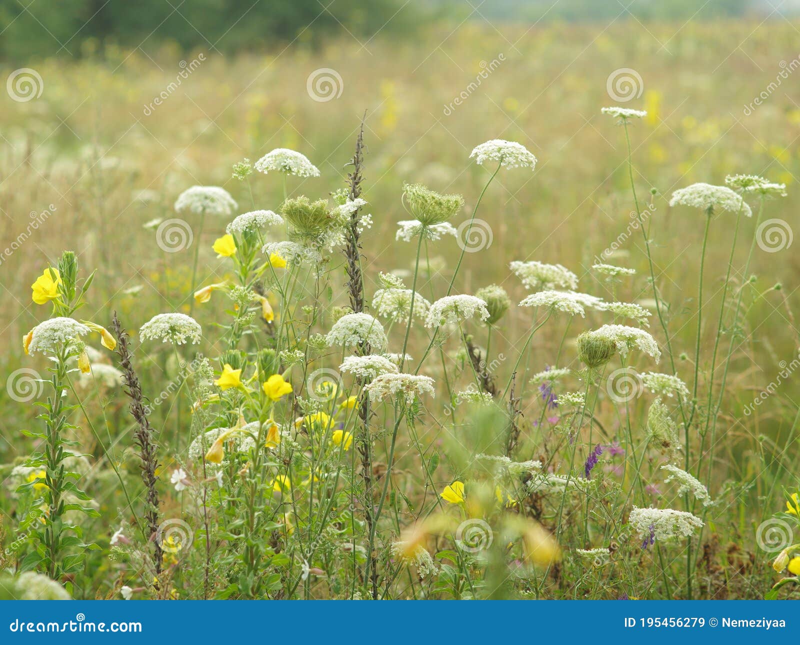 Wild Flowers on a Summer Meadow Stock Image - Image of floral, meadow ...