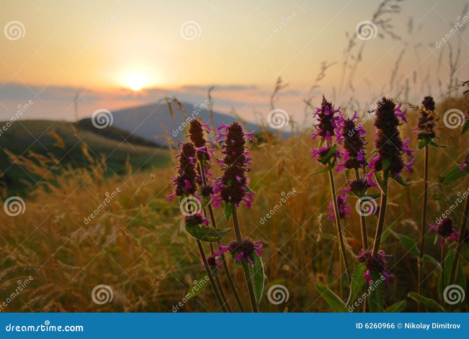 Wild flowers at sunset stock photo. Image of sunset, nature - 6260966