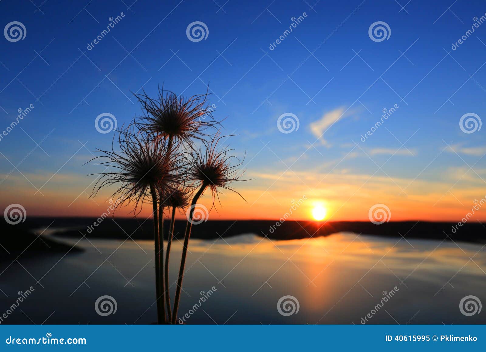 Wild flowers on sunset stock image. Image of bunch, botany - 40615995