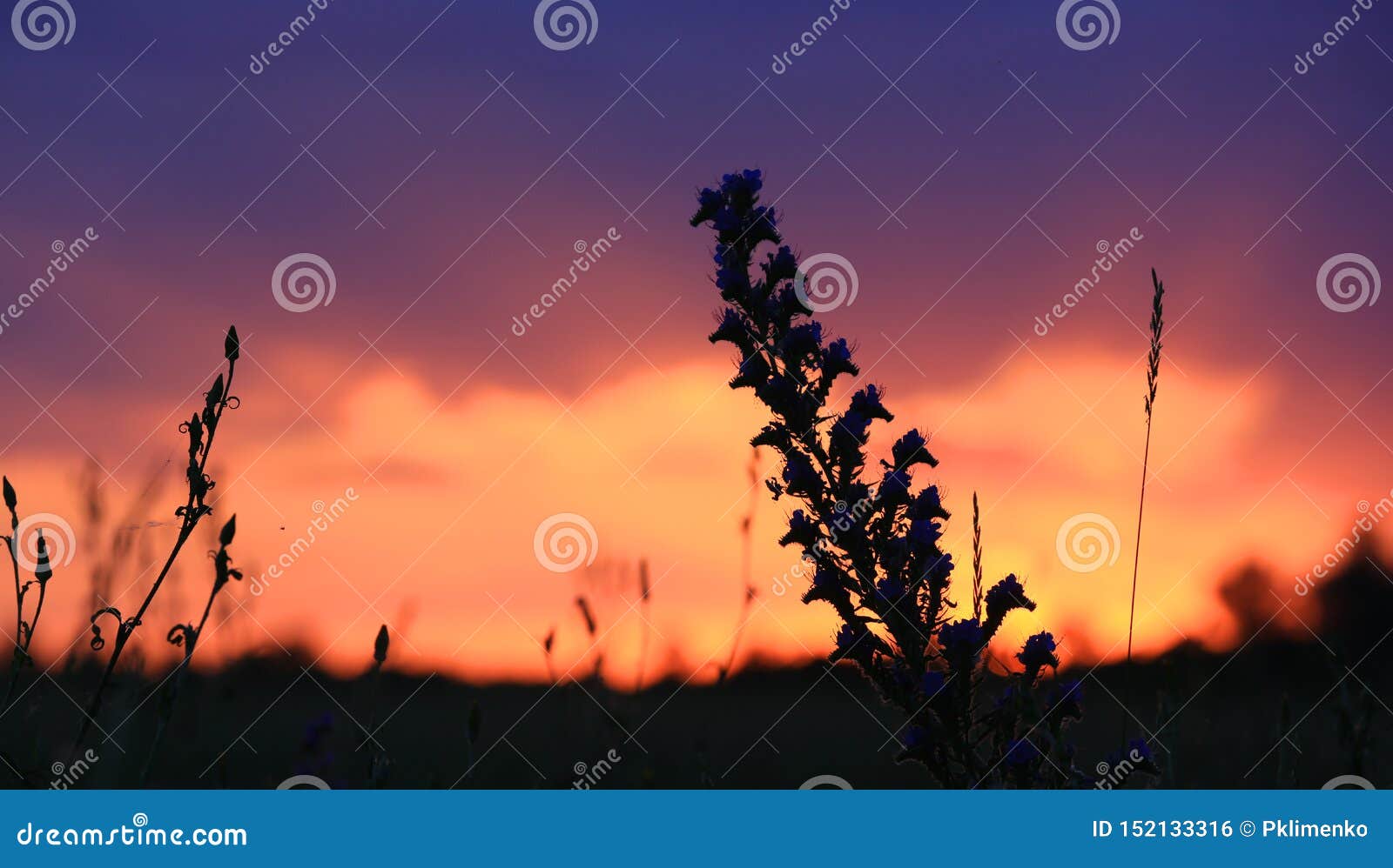 Wild Flowers on Sunset Background Stock Photo - Image of field, beauty ...