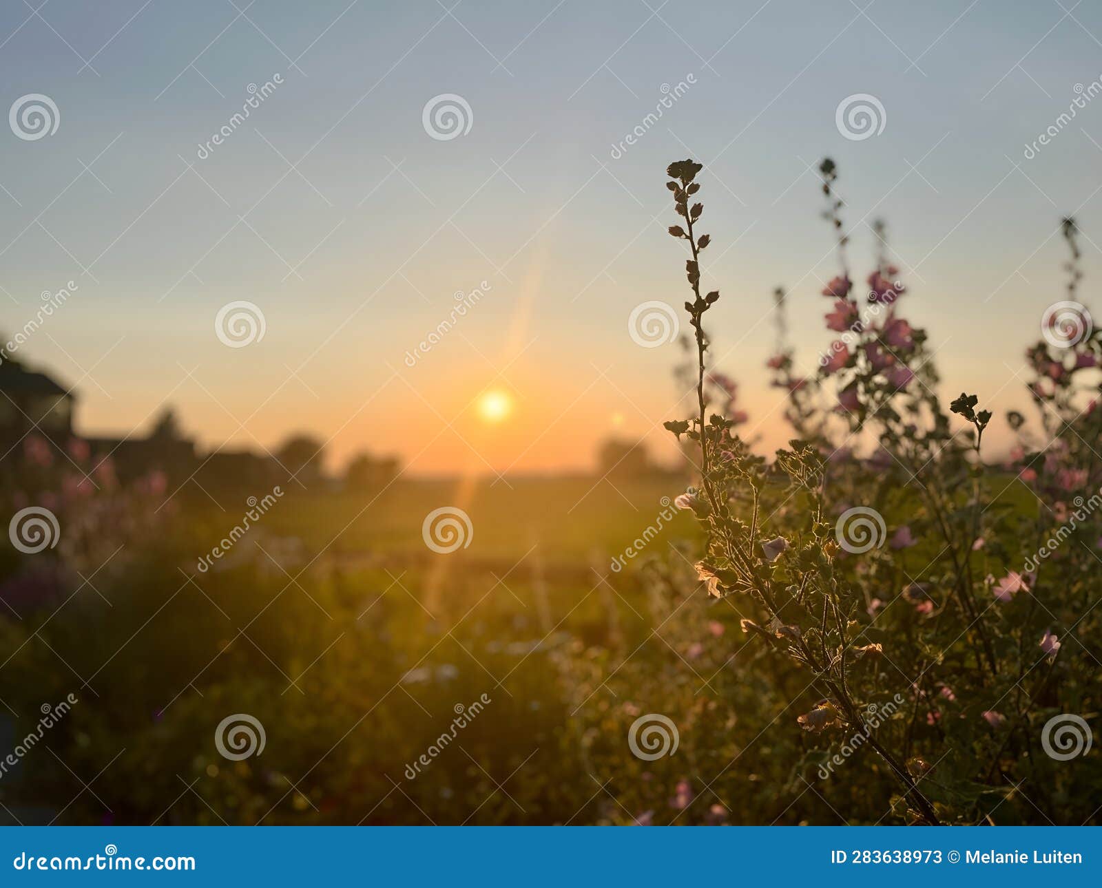 Wild Flowers with Sunset and Grass Fields Stock Image - Image of leaf ...