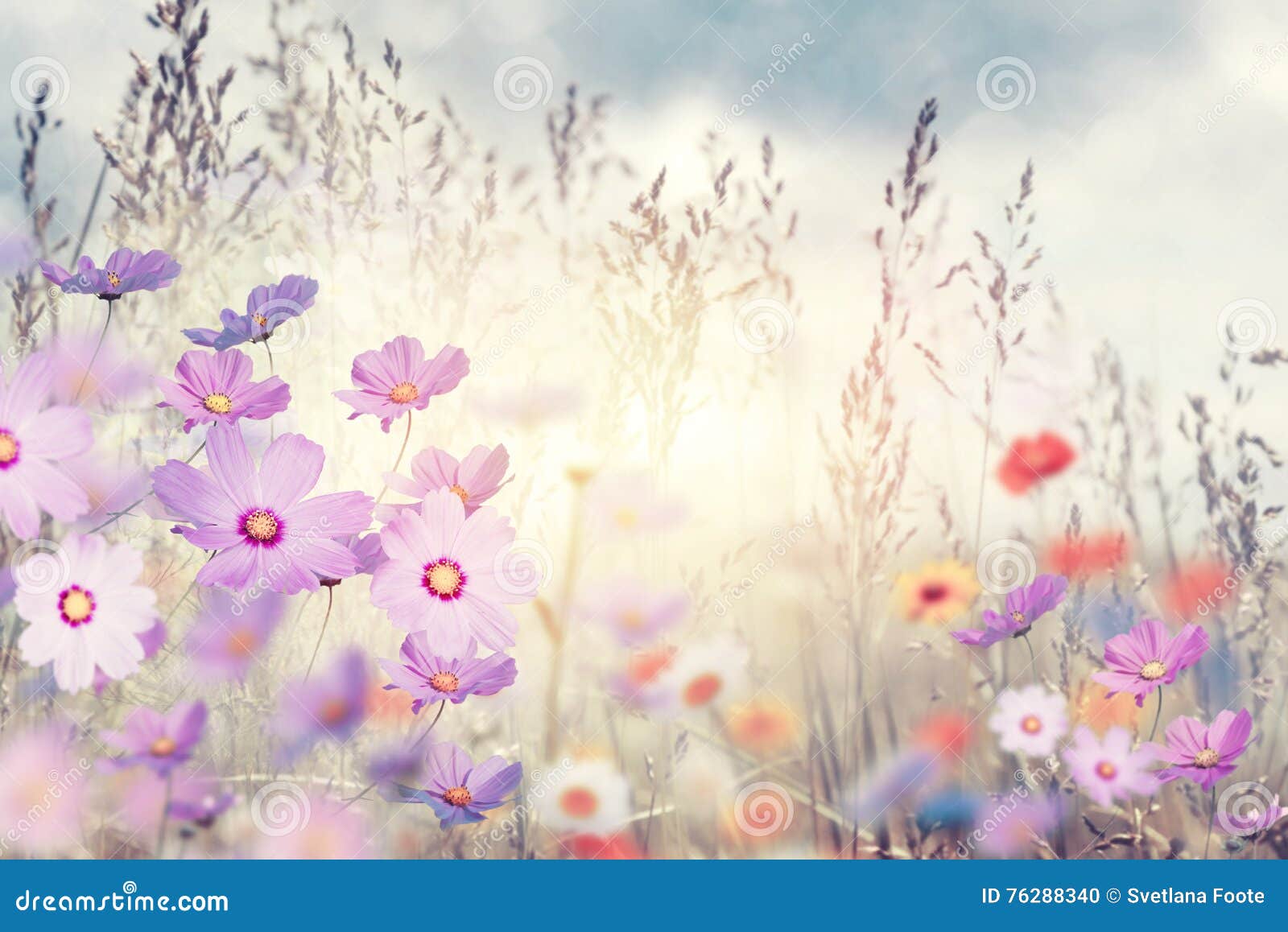 Wild flowers at sunset stock photo. Image of bloom, outdoor - 76288340